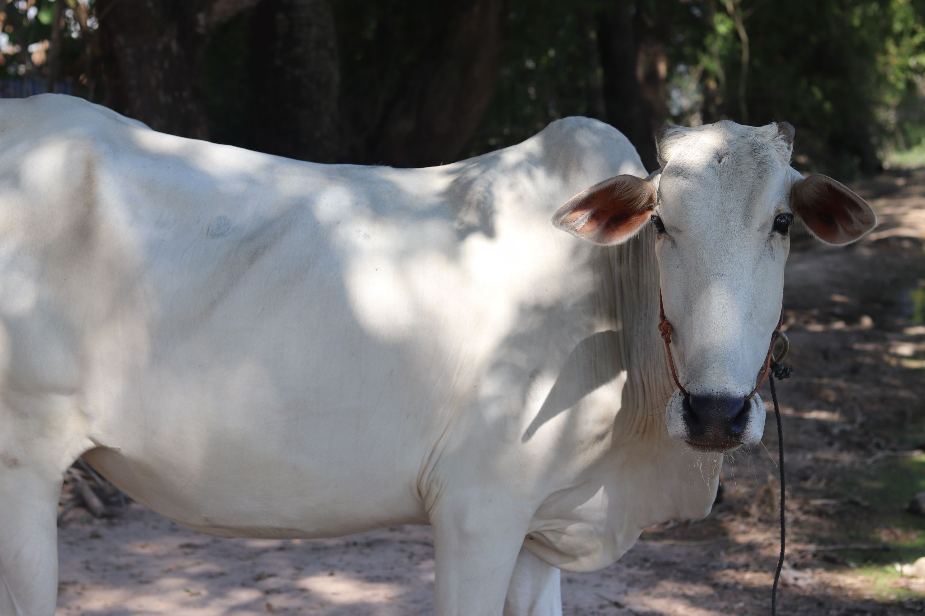 White Cow Photos, Download The BEST Free White Cow Stock Photos & HD Images