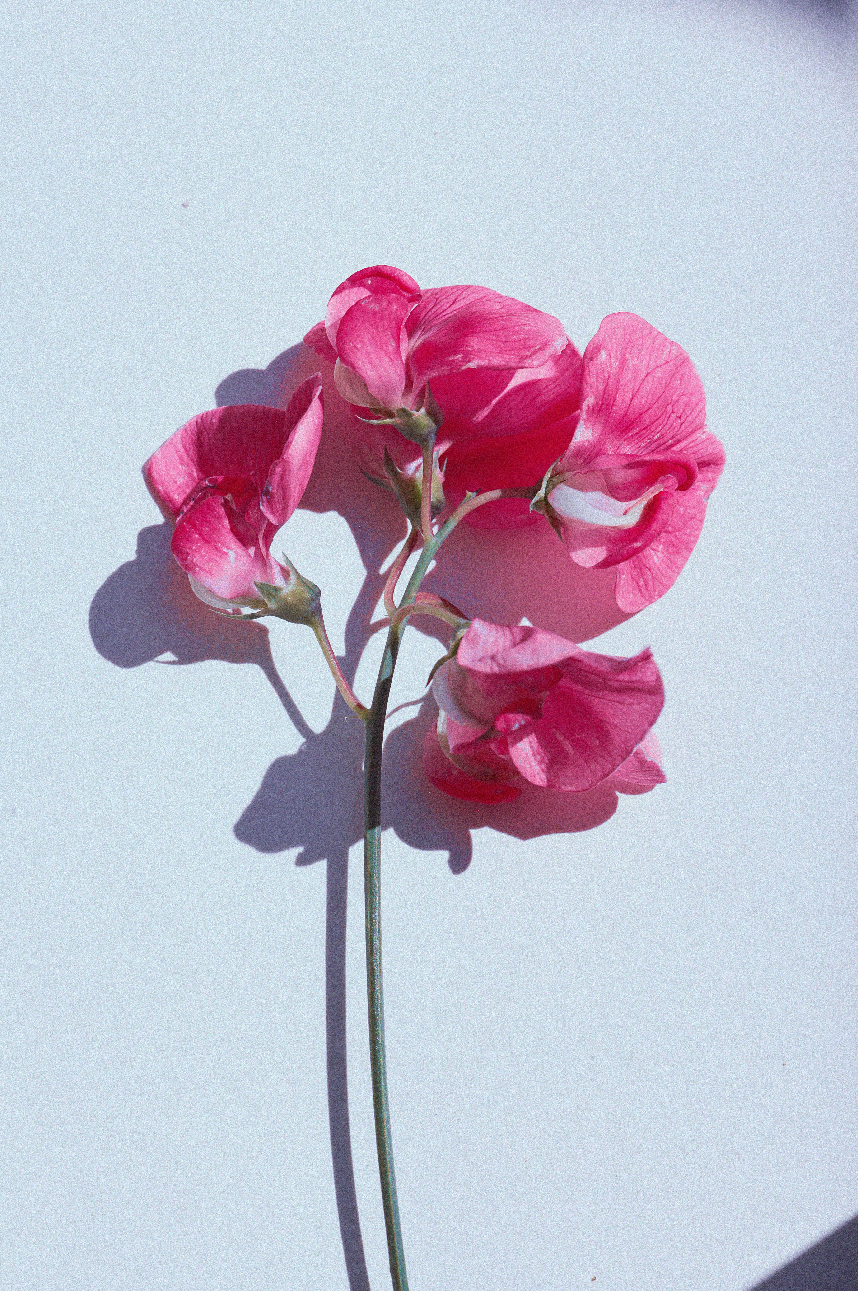 Sweet Pea Photos, Download The BEST Free Sweet Pea Stock Photos & HD Images