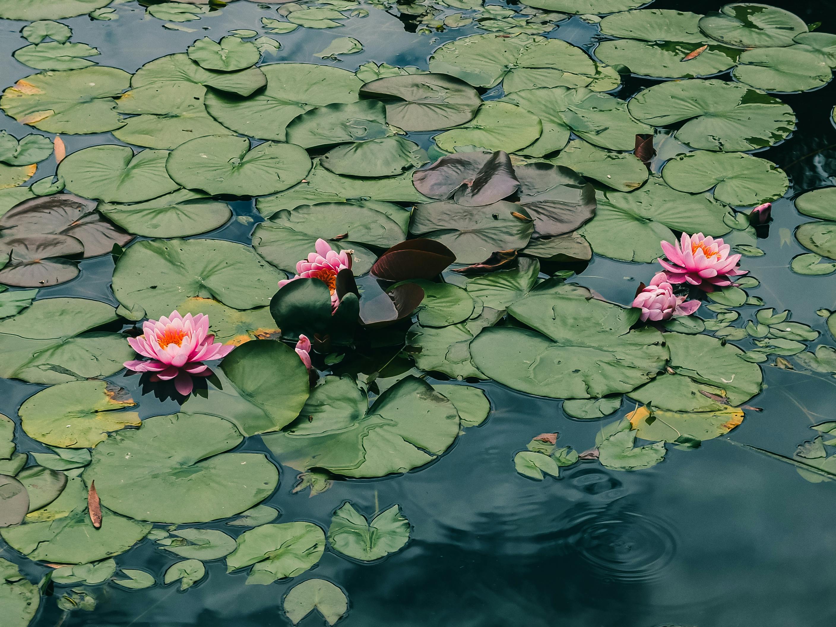 Photo of Flowering Aquatic Plants · Free Stock Photo