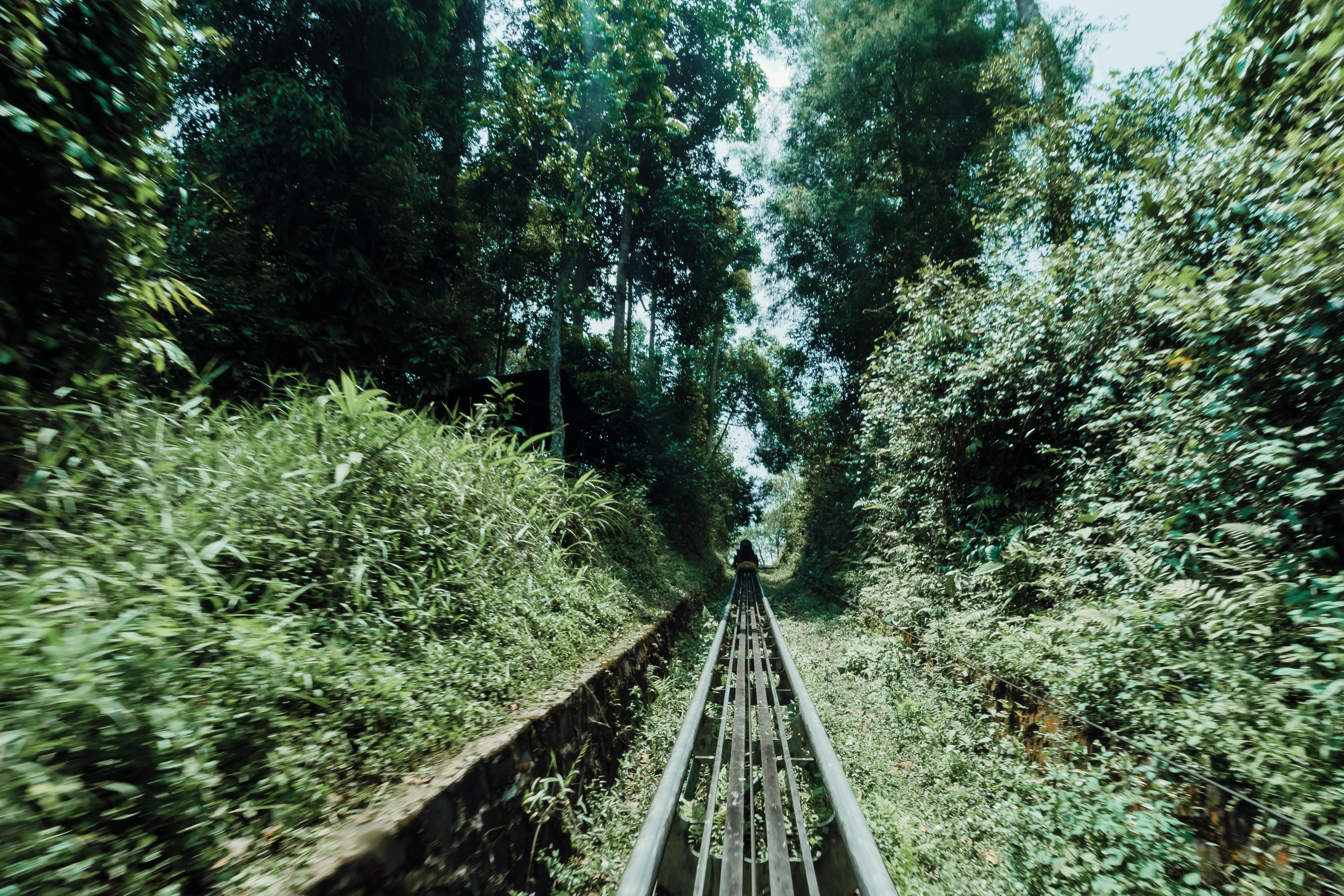 A train tracks in the jungle with trees · Free Stock Photo