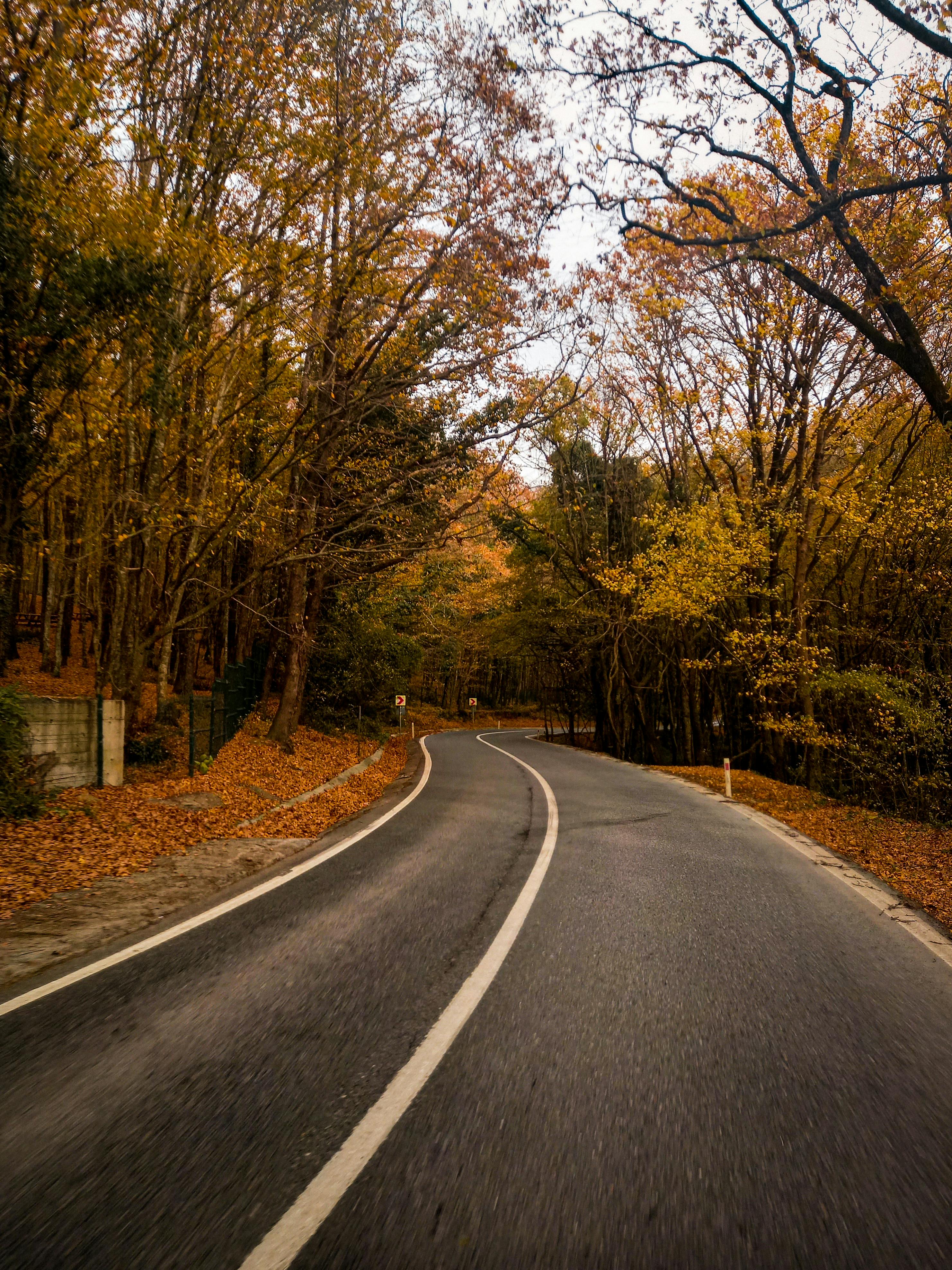 Road in Forest · Free Stock Photo