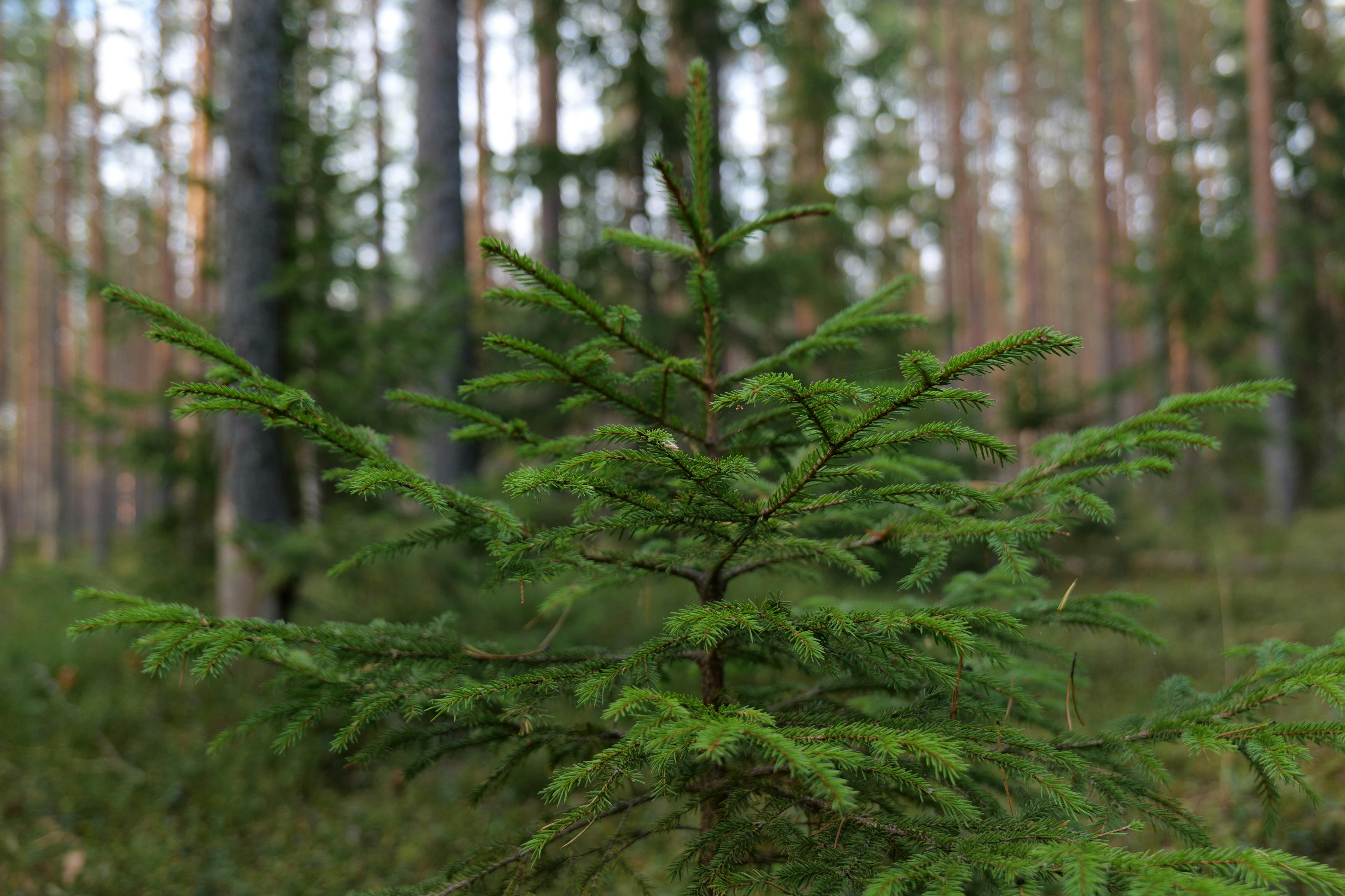 Rubber Tree Leaves Photos, Download The BEST Free Rubber Tree Leaves ...