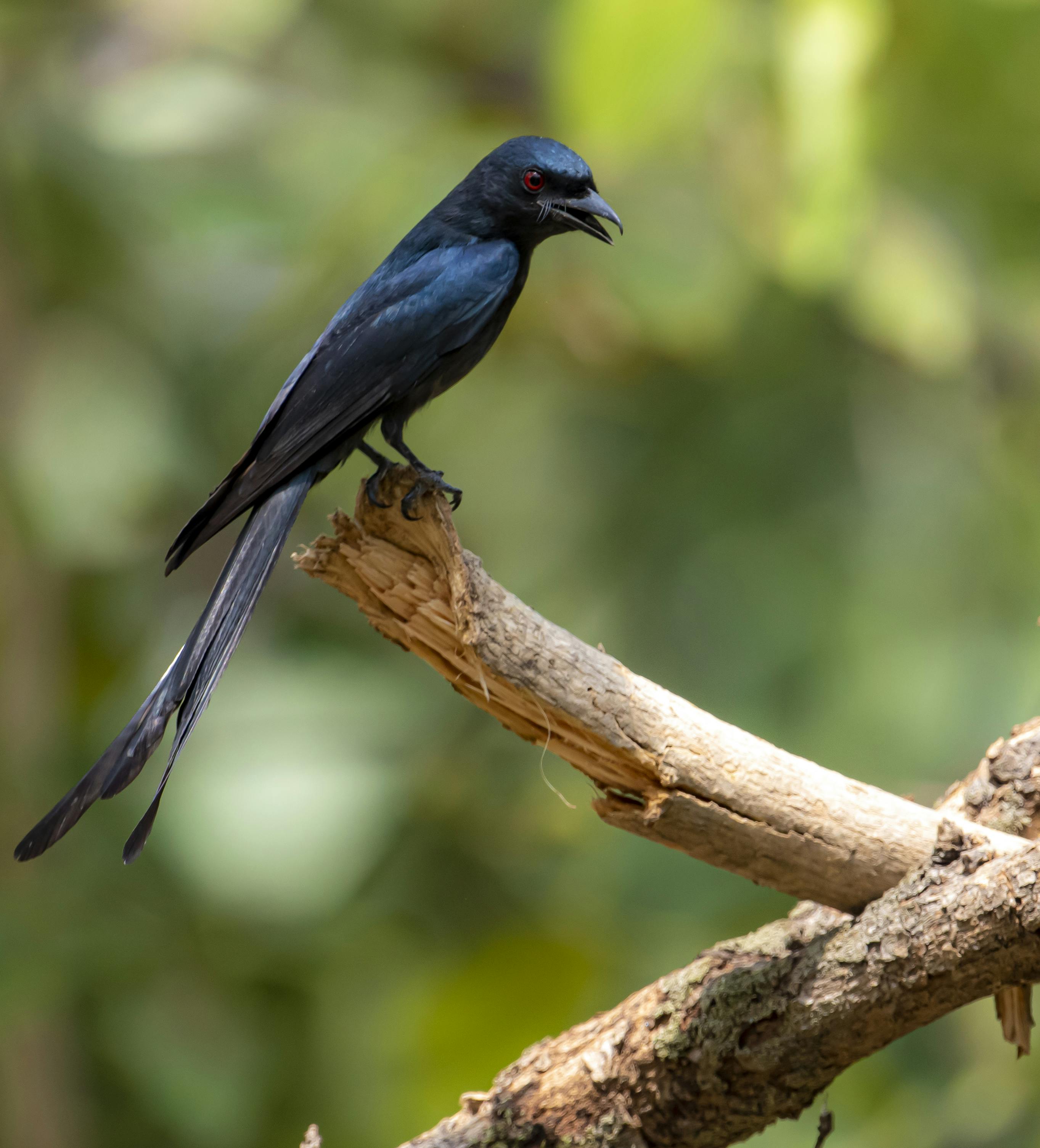 Drongos Photos, Download The BEST Free Drongos Stock Photos & HD Images