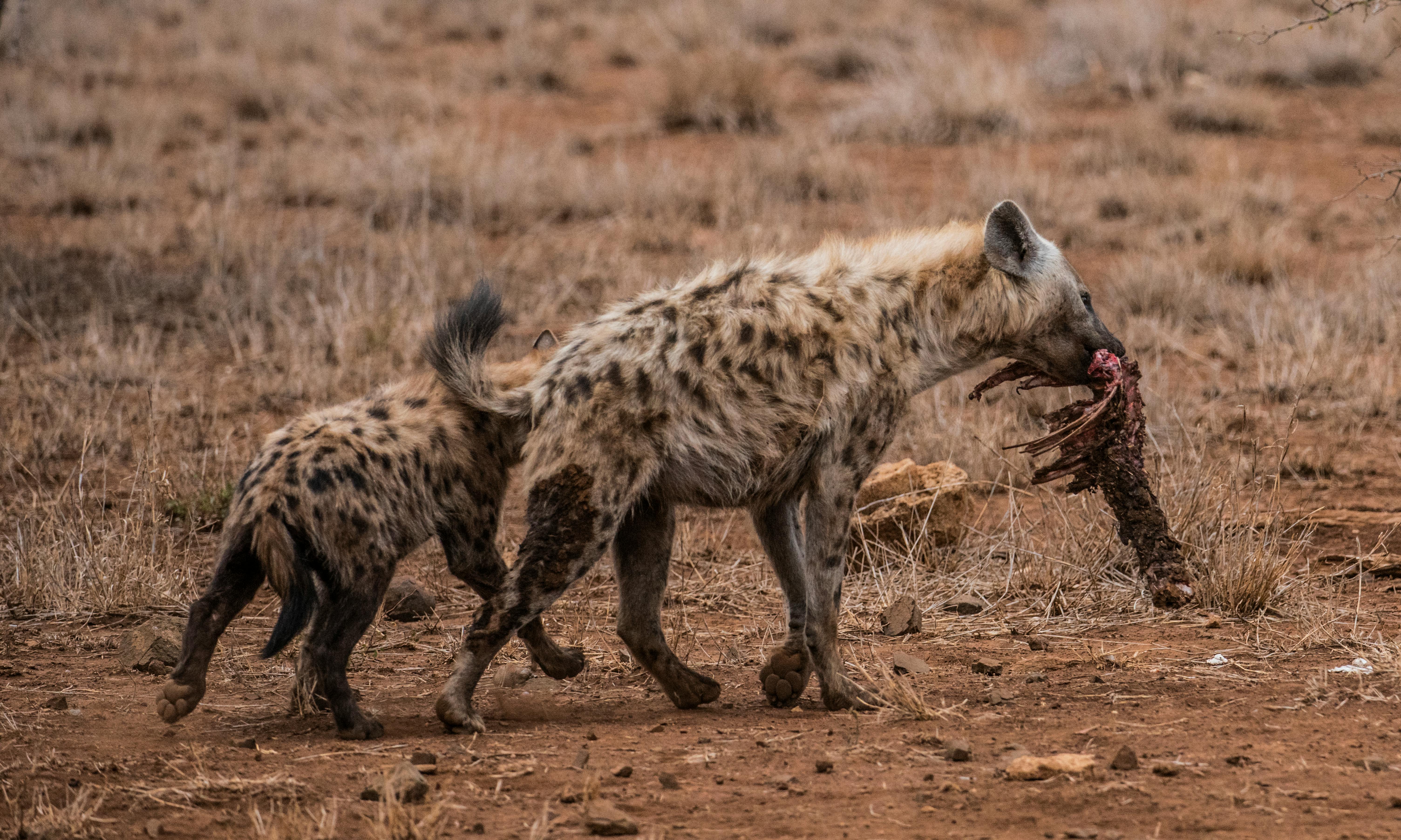 Hyenas with Meat · Free Stock Photo