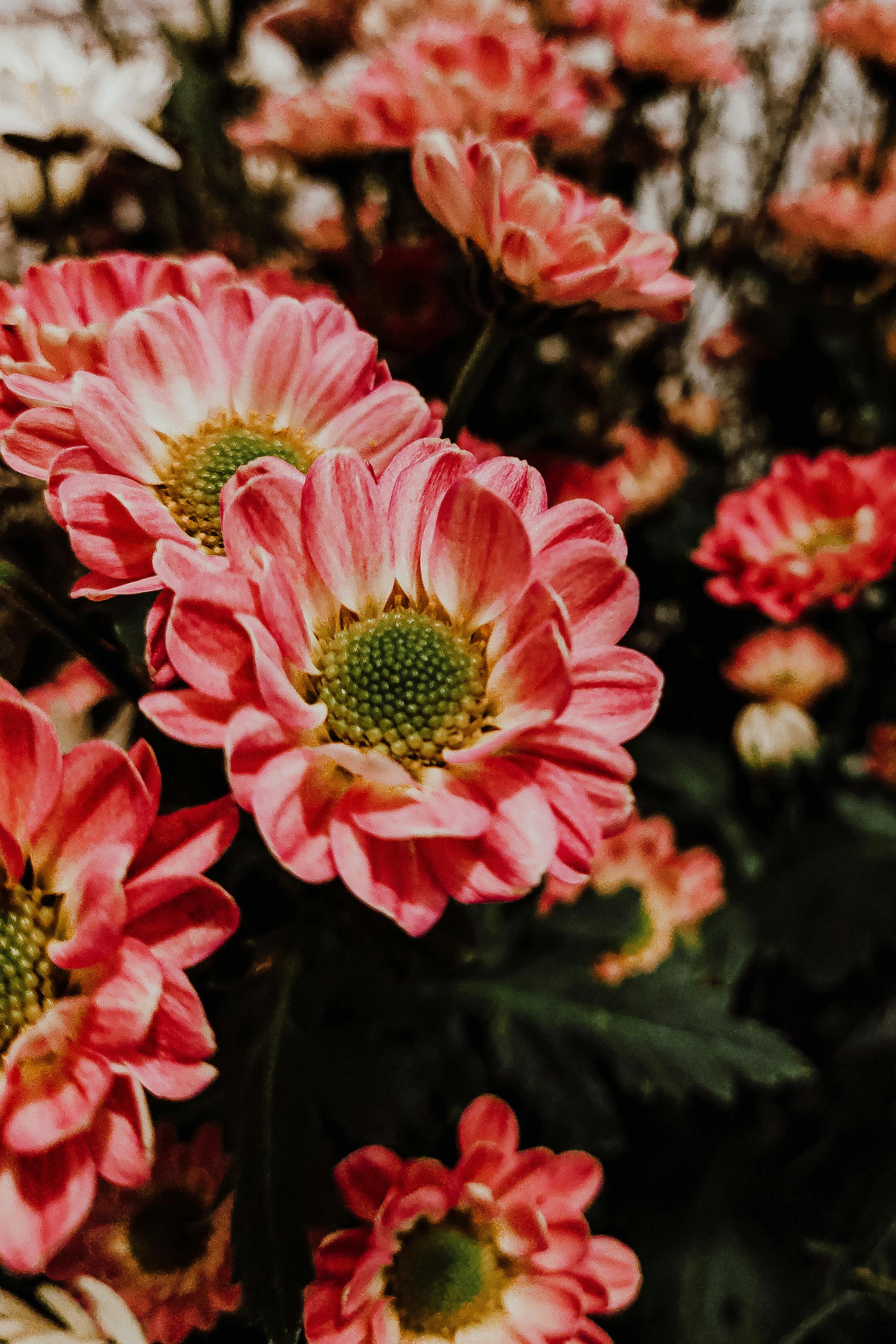 Columnar Bloom Photos, Download Free Columnar Bloom Stock Photos & HD Images