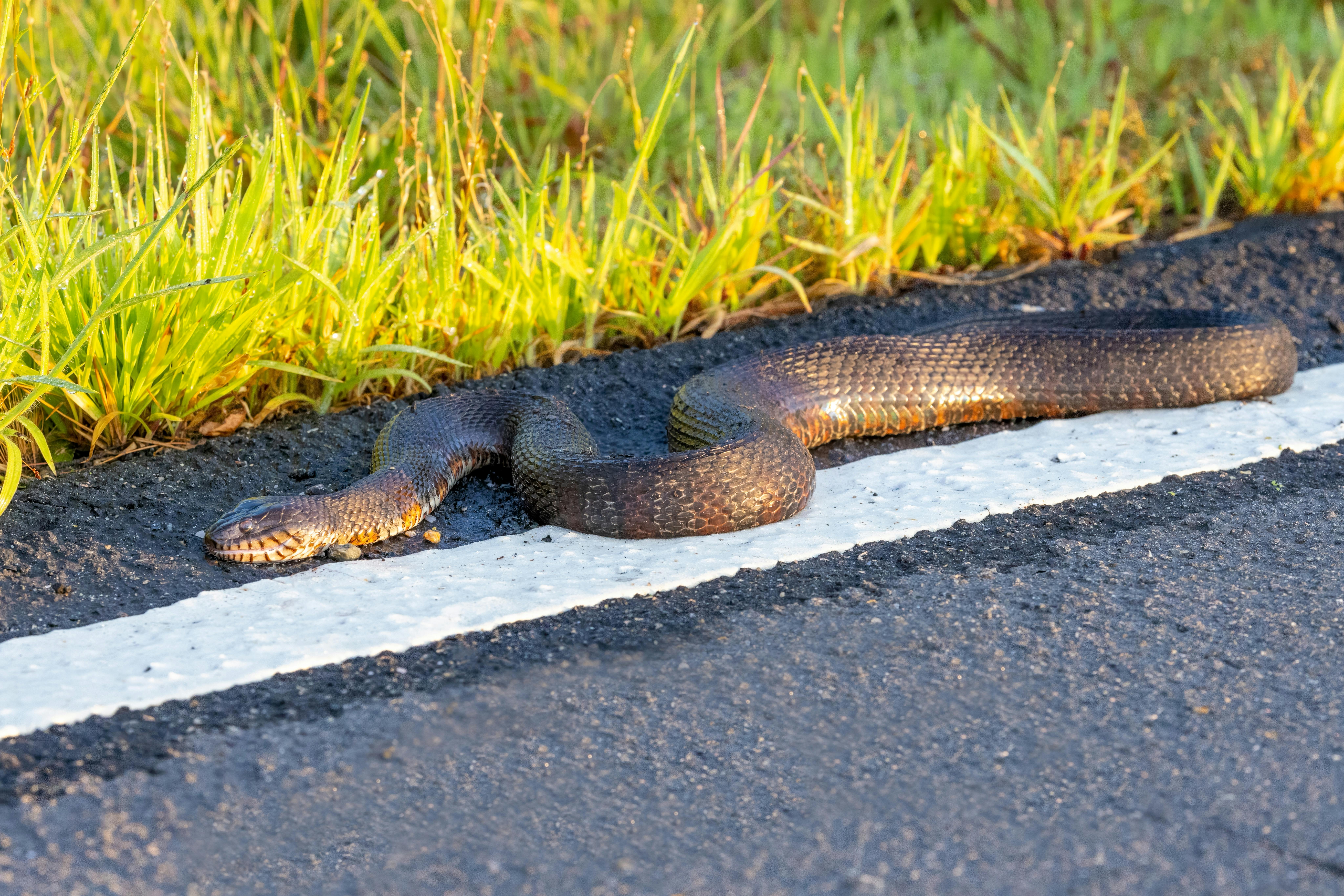 Close-Up Shot of a Snake · Free Stock Photo