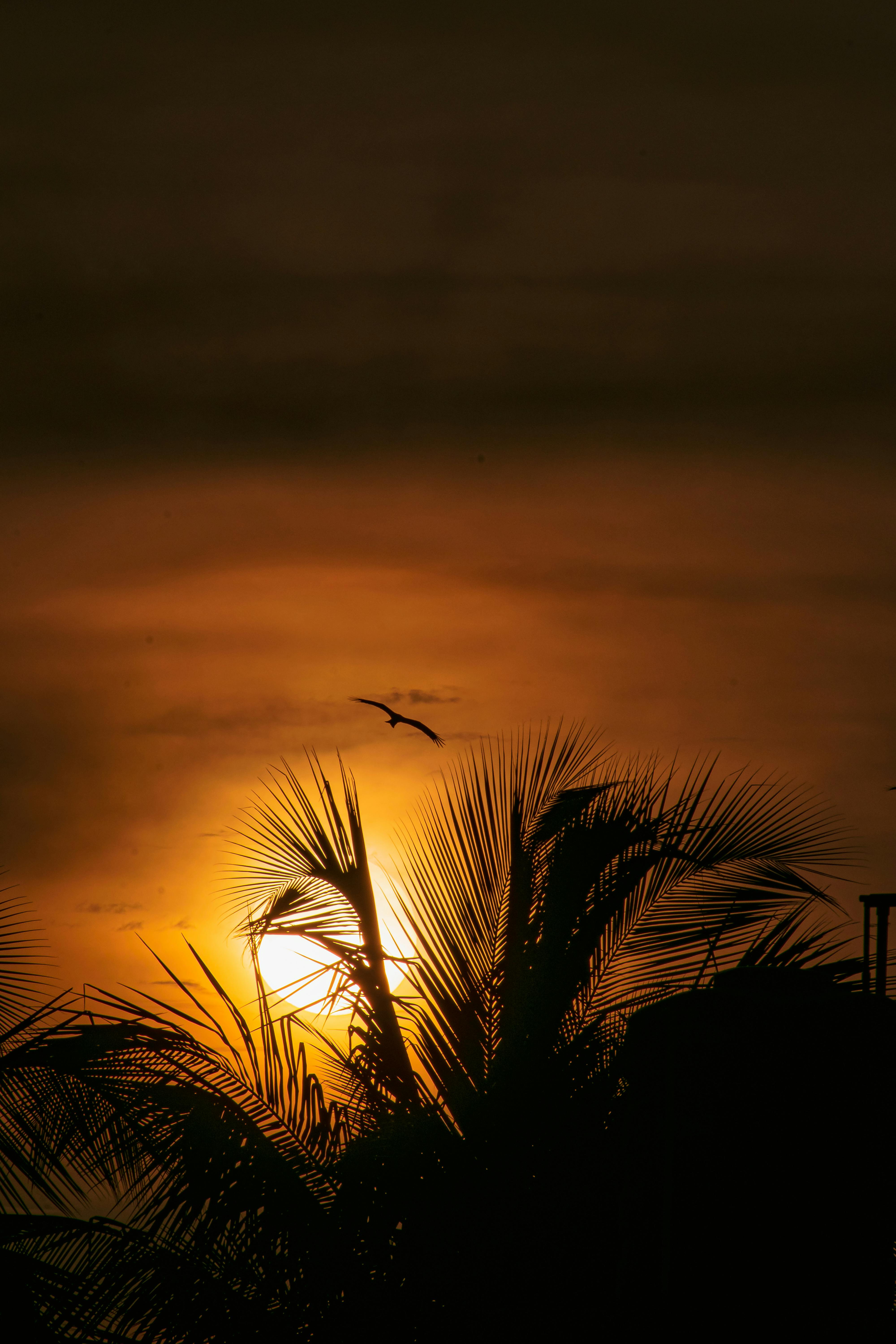 Flying Bird and a Palm Tree at Sunset · Free Stock Photo