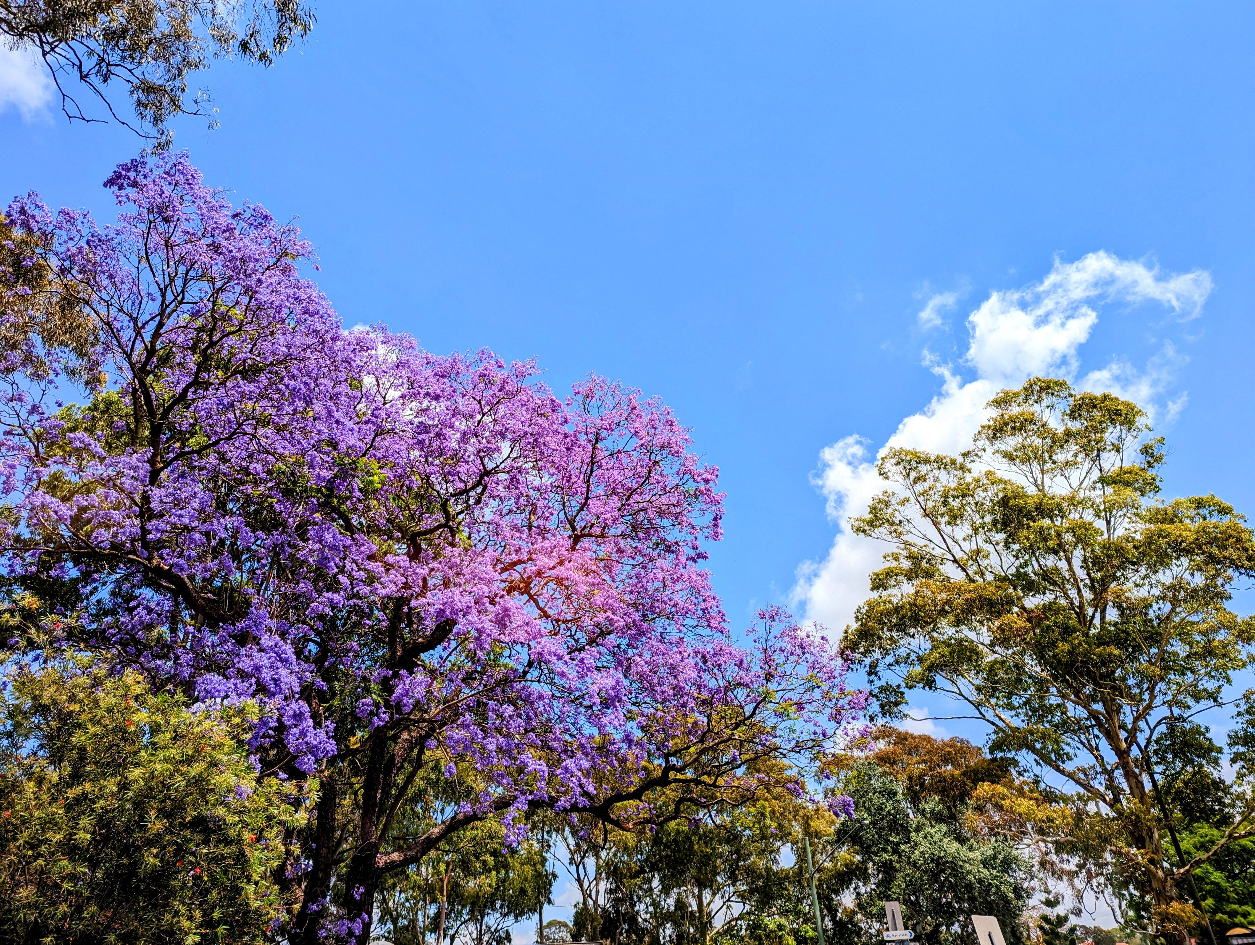 Blossoming Violet Tree · Free Stock Photo