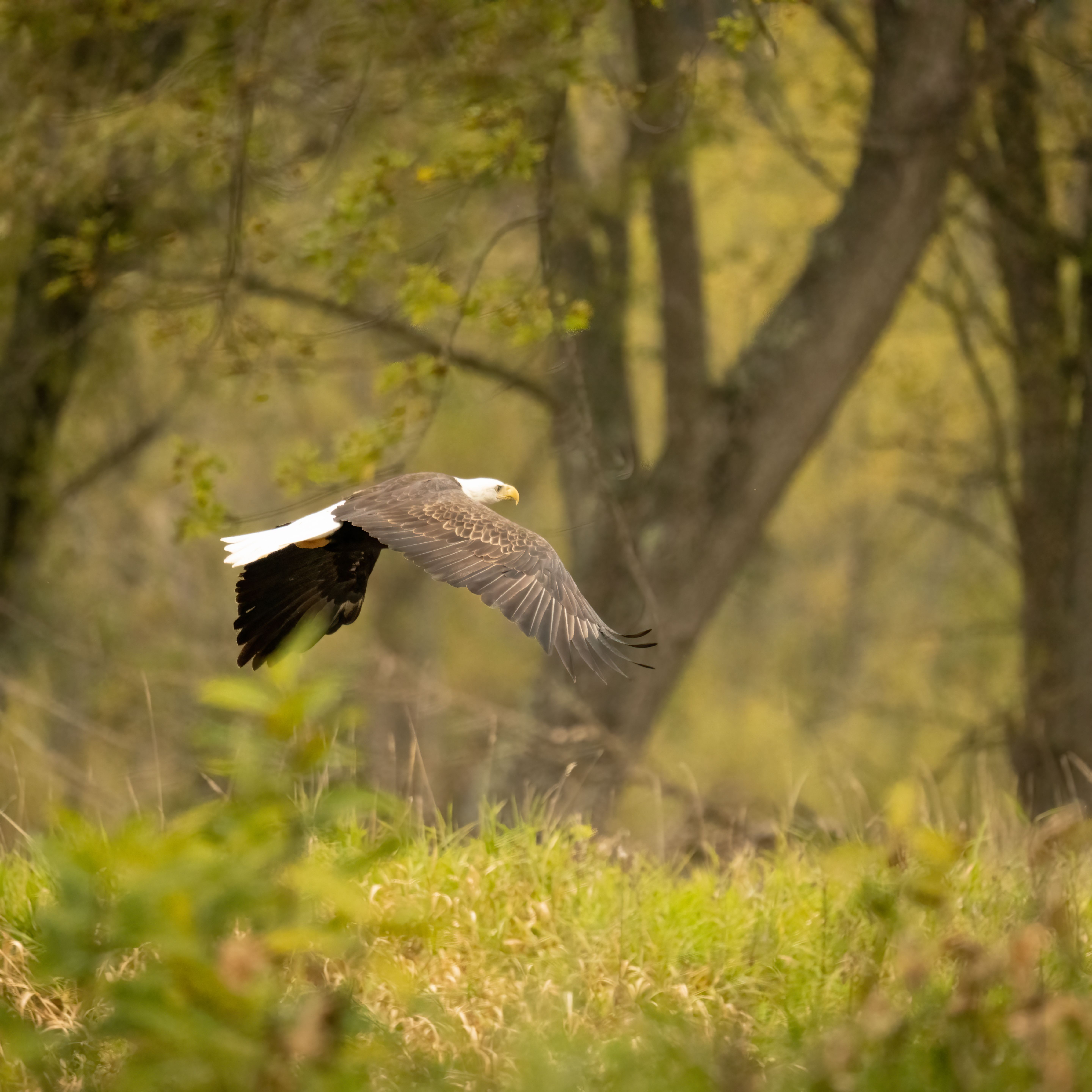 Flying Eagle above Grass · Free Stock Photo