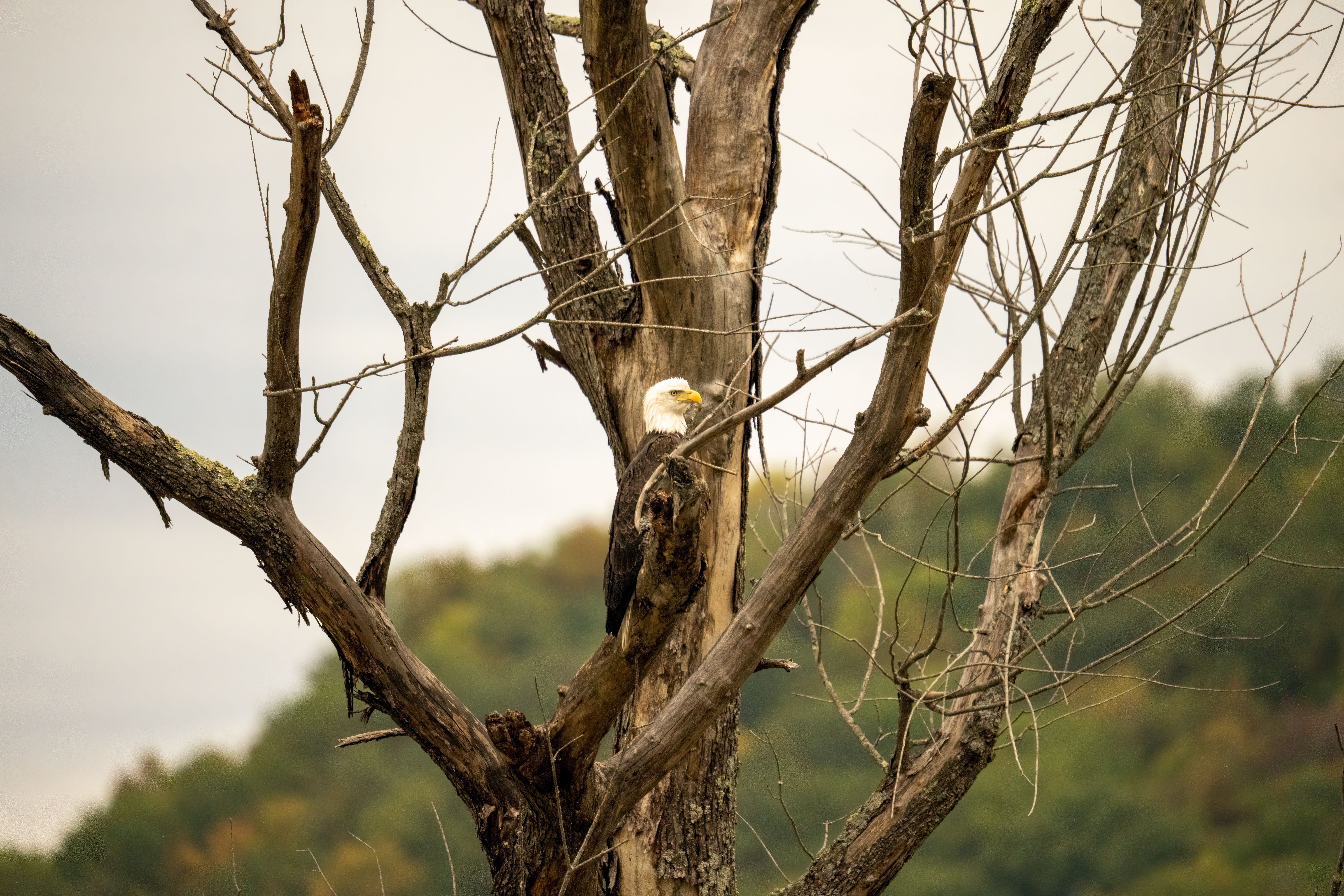 White and Brown Eagle on Brown Tree Branch · Free Stock Photo