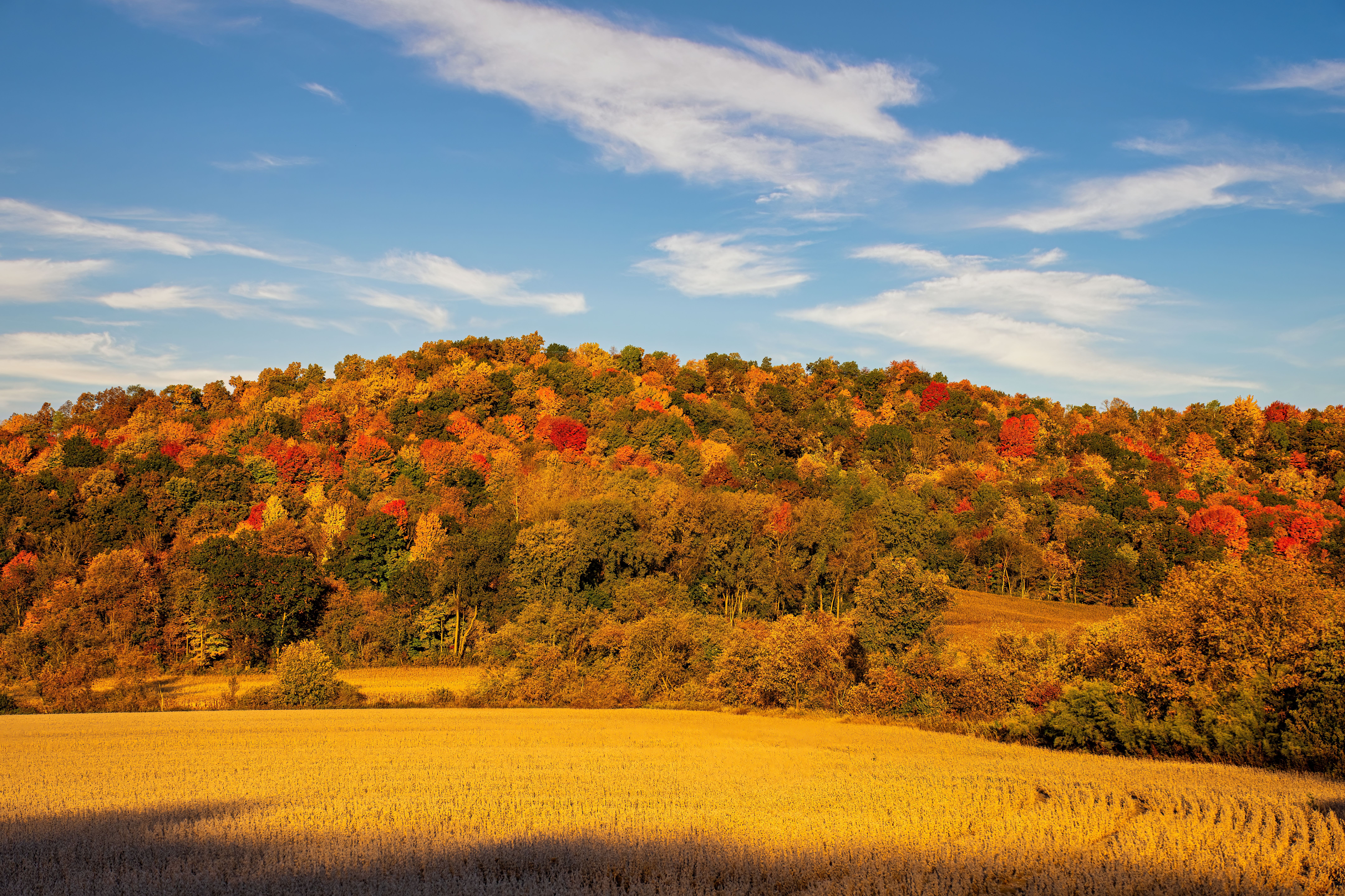 Wheatfield Near a Hill · Free Stock Photo
