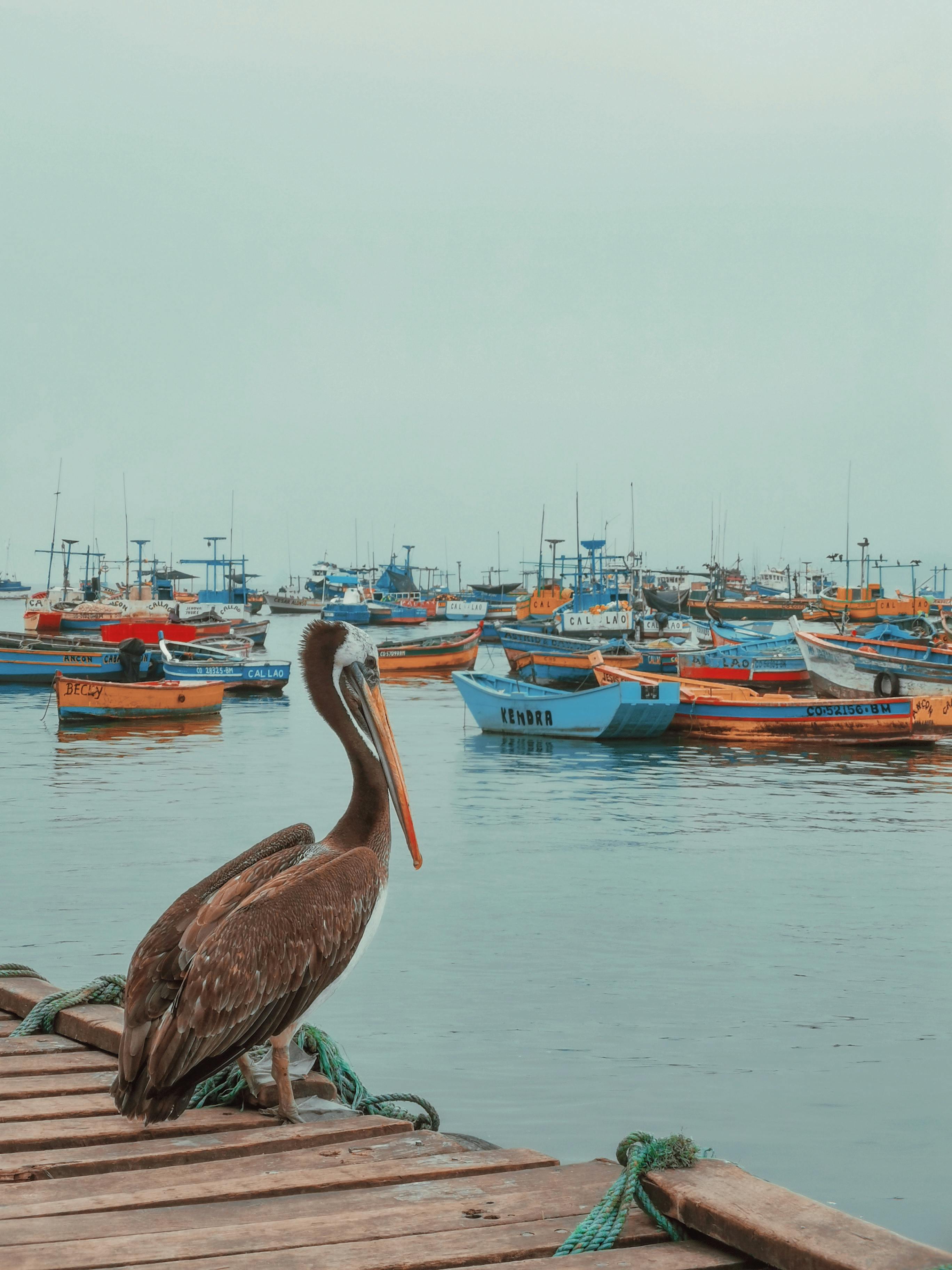 A Pelican Perched on the Wooden Pier · Free Stock Photo