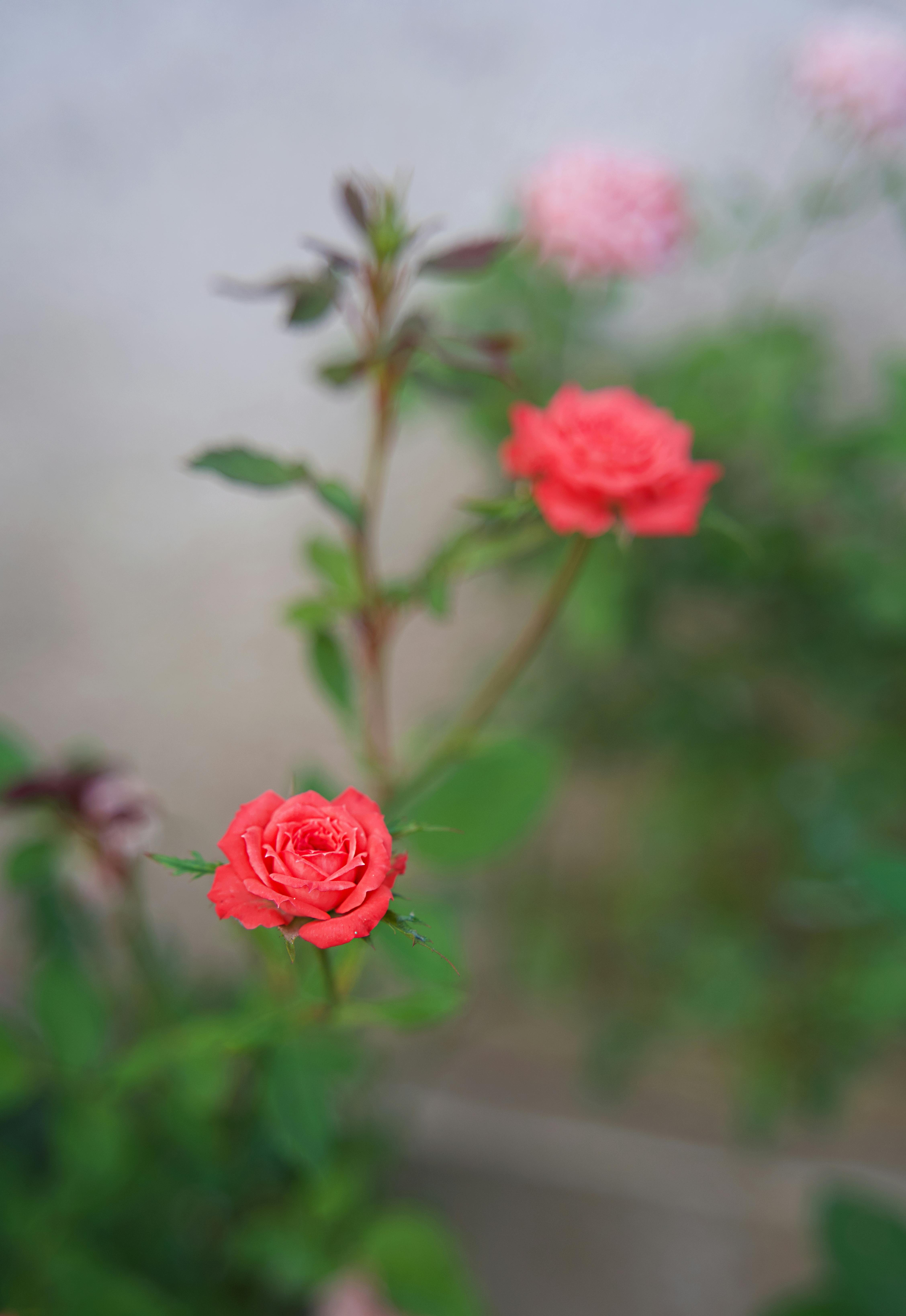 Red Flower in Close Up Photography · Free Stock Photo