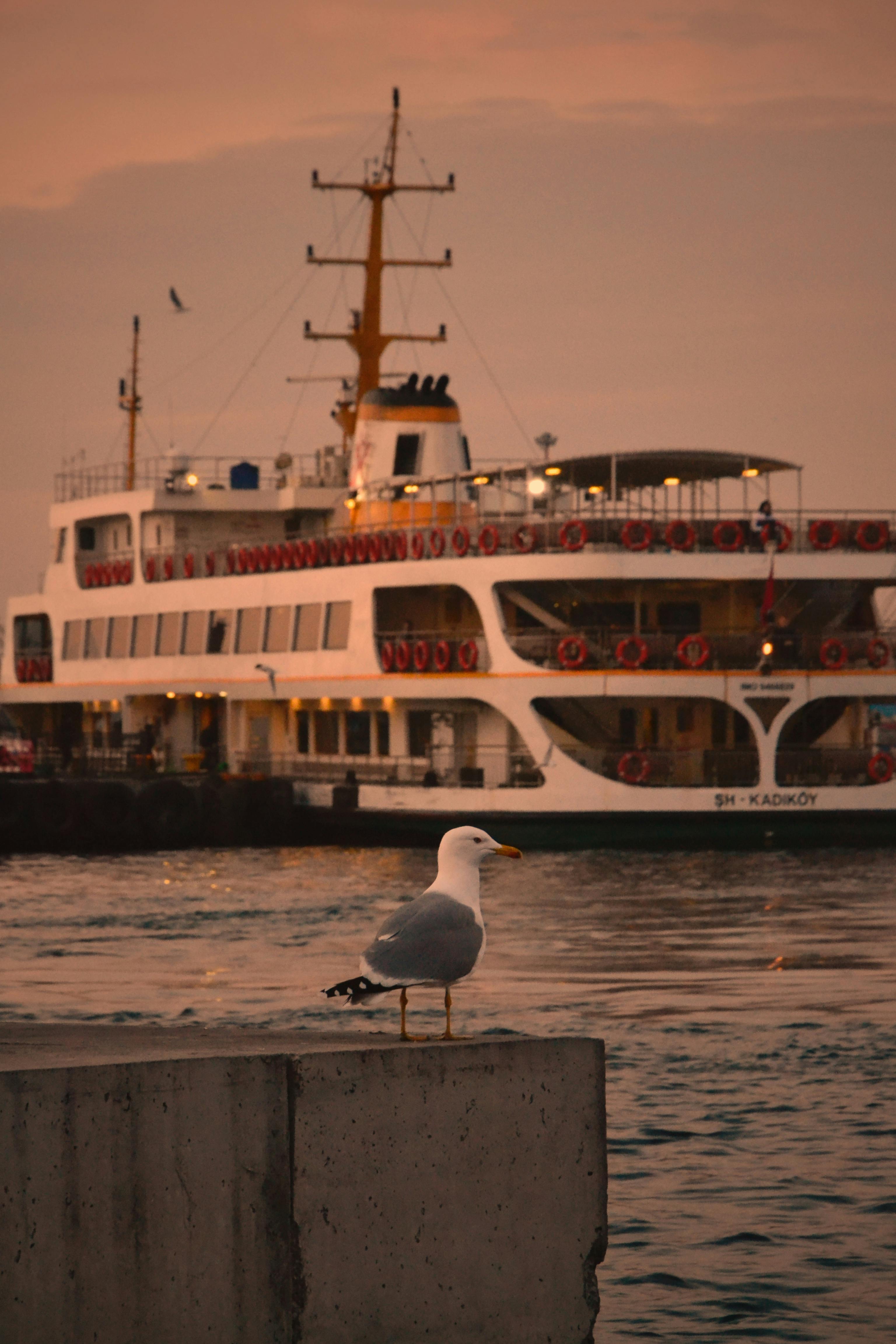 A Seagull near a Ferry Boat · Free Stock Photo