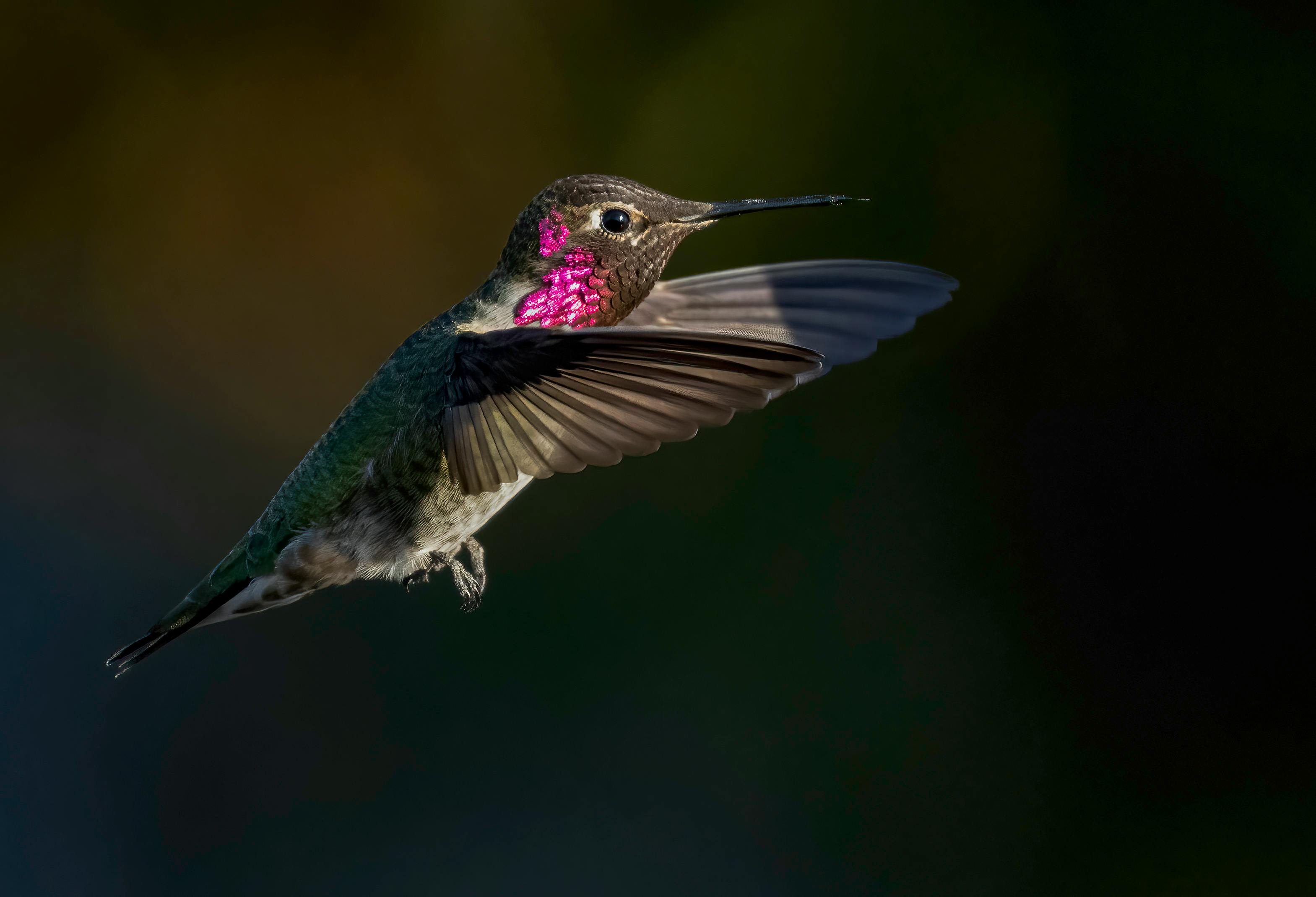 Focus Photography of Flying Hummingbird · Free Stock Photo
