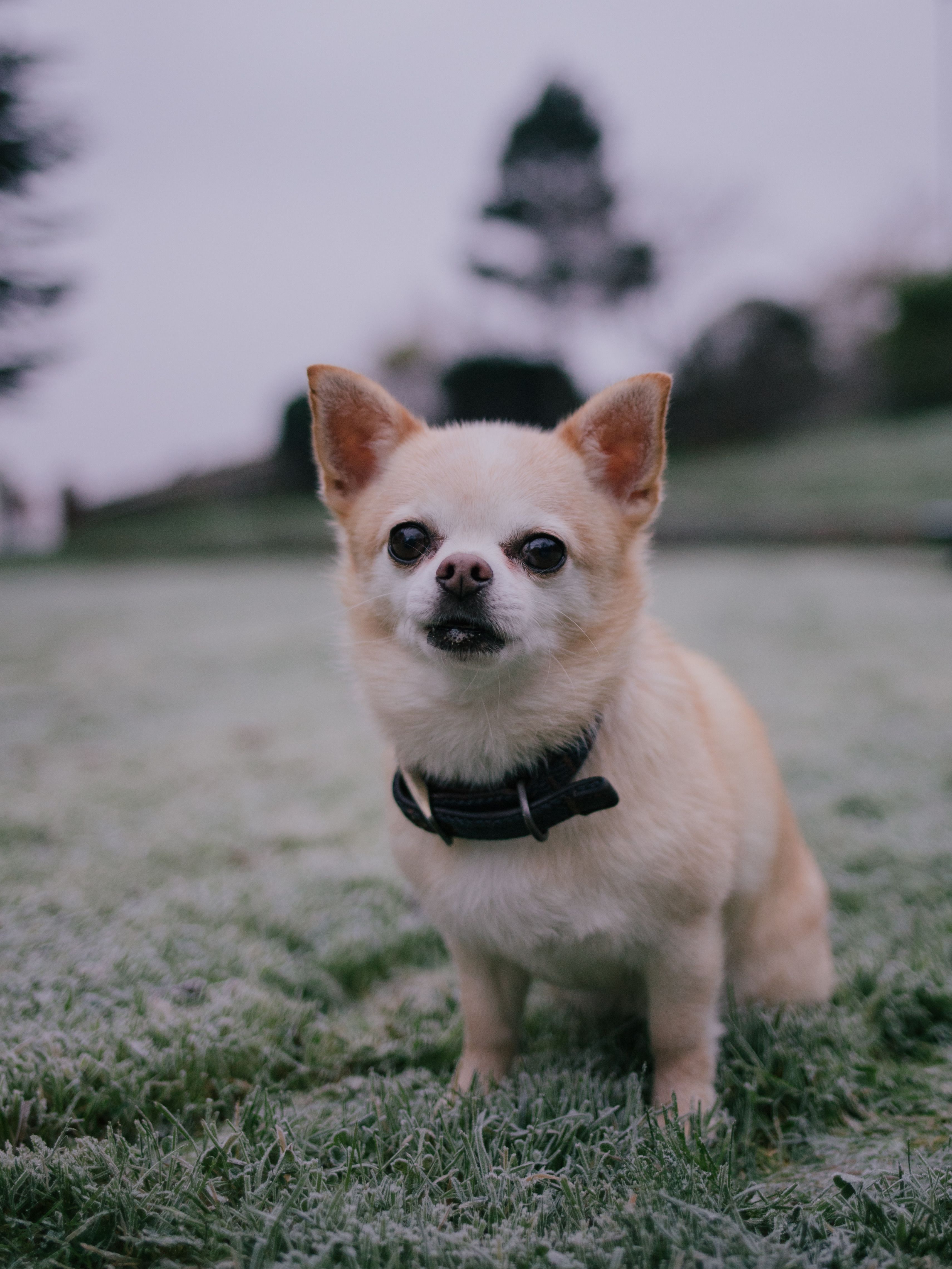 Person Carrying Two Chihuahua · Free Stock Photo