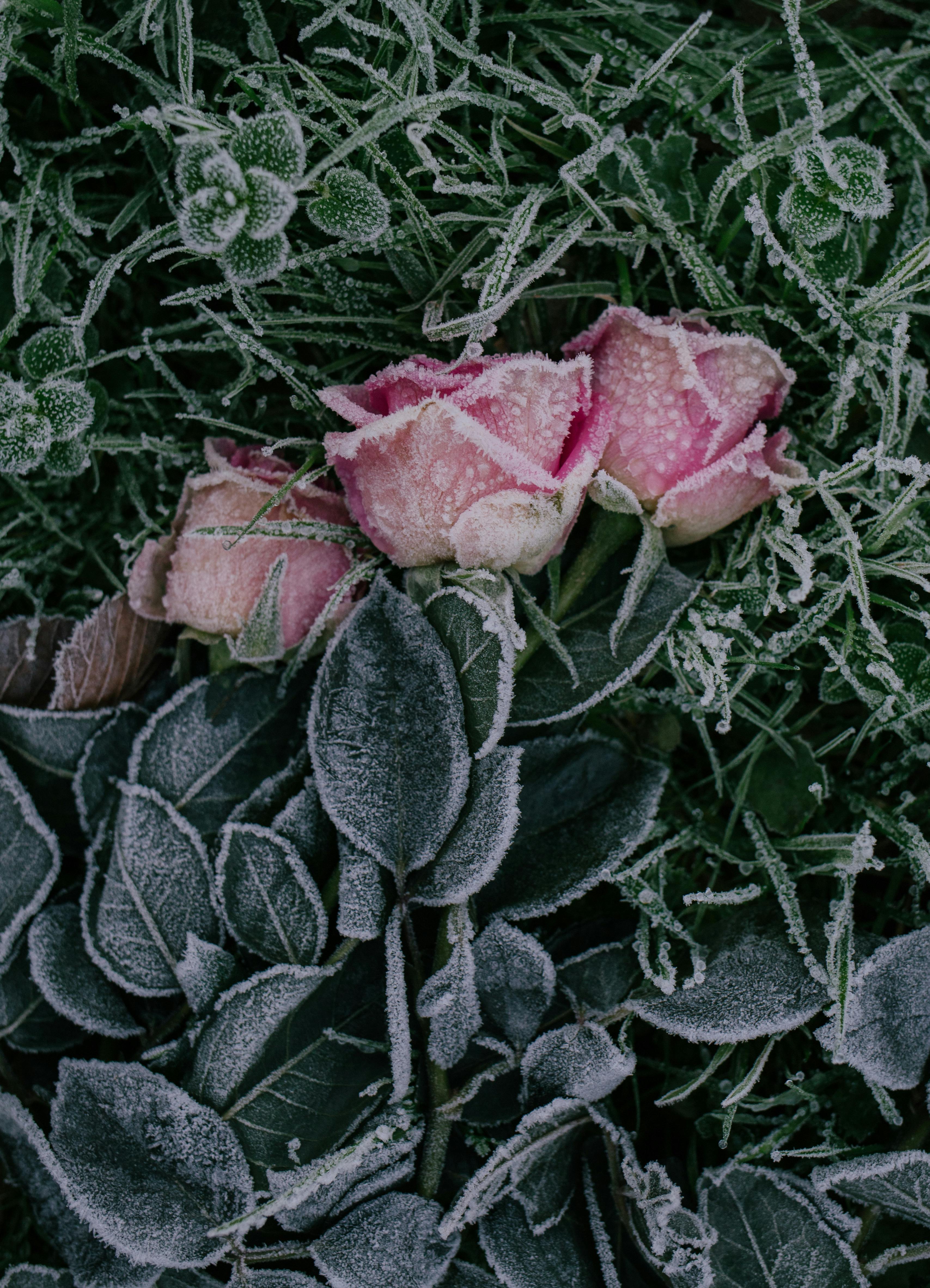 Pink Snow Rose Photos, Download The BEST Free Pink Snow Rose Stock ...