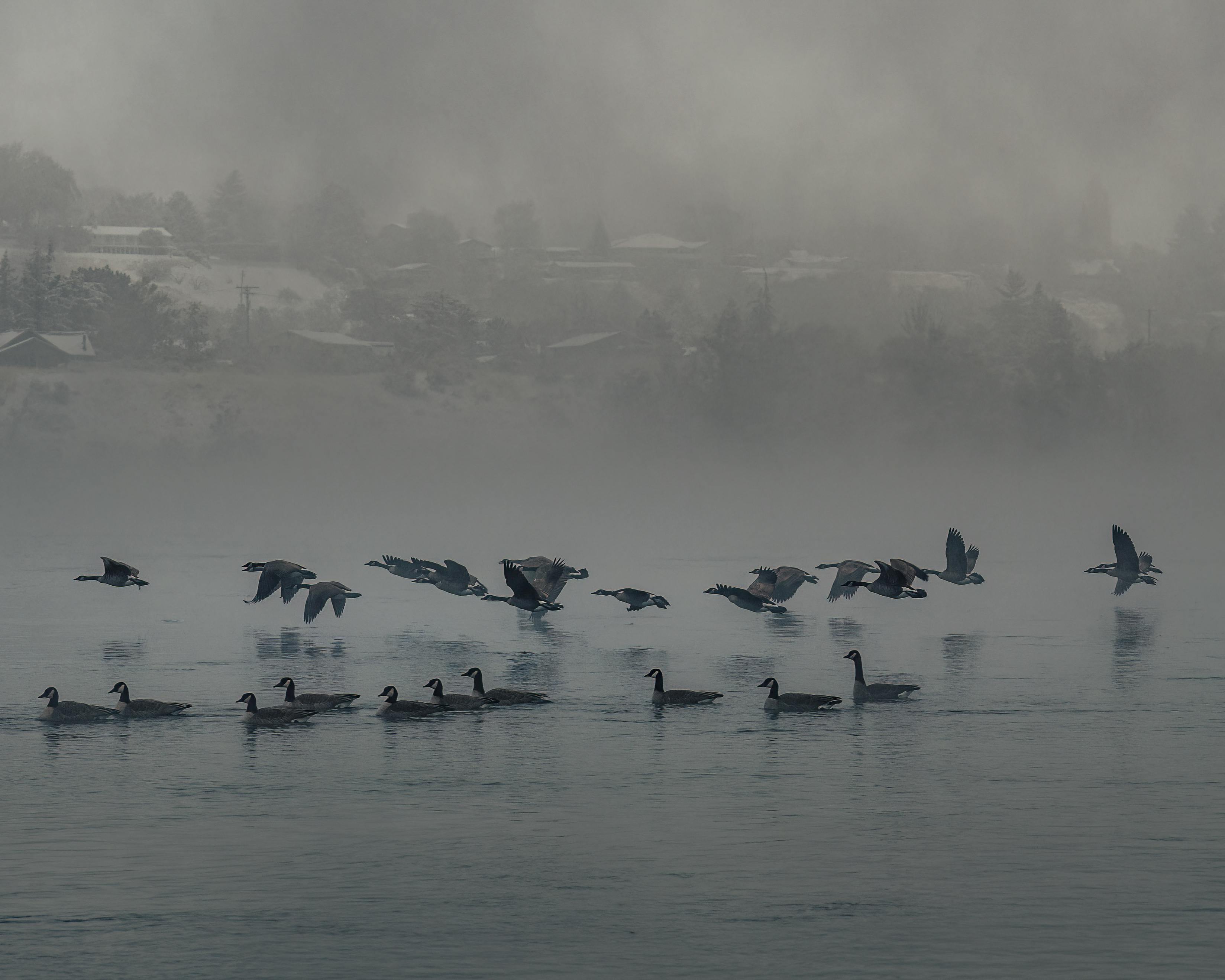 Flock of Cackling Geese on a Foggy River · Free Stock Photo