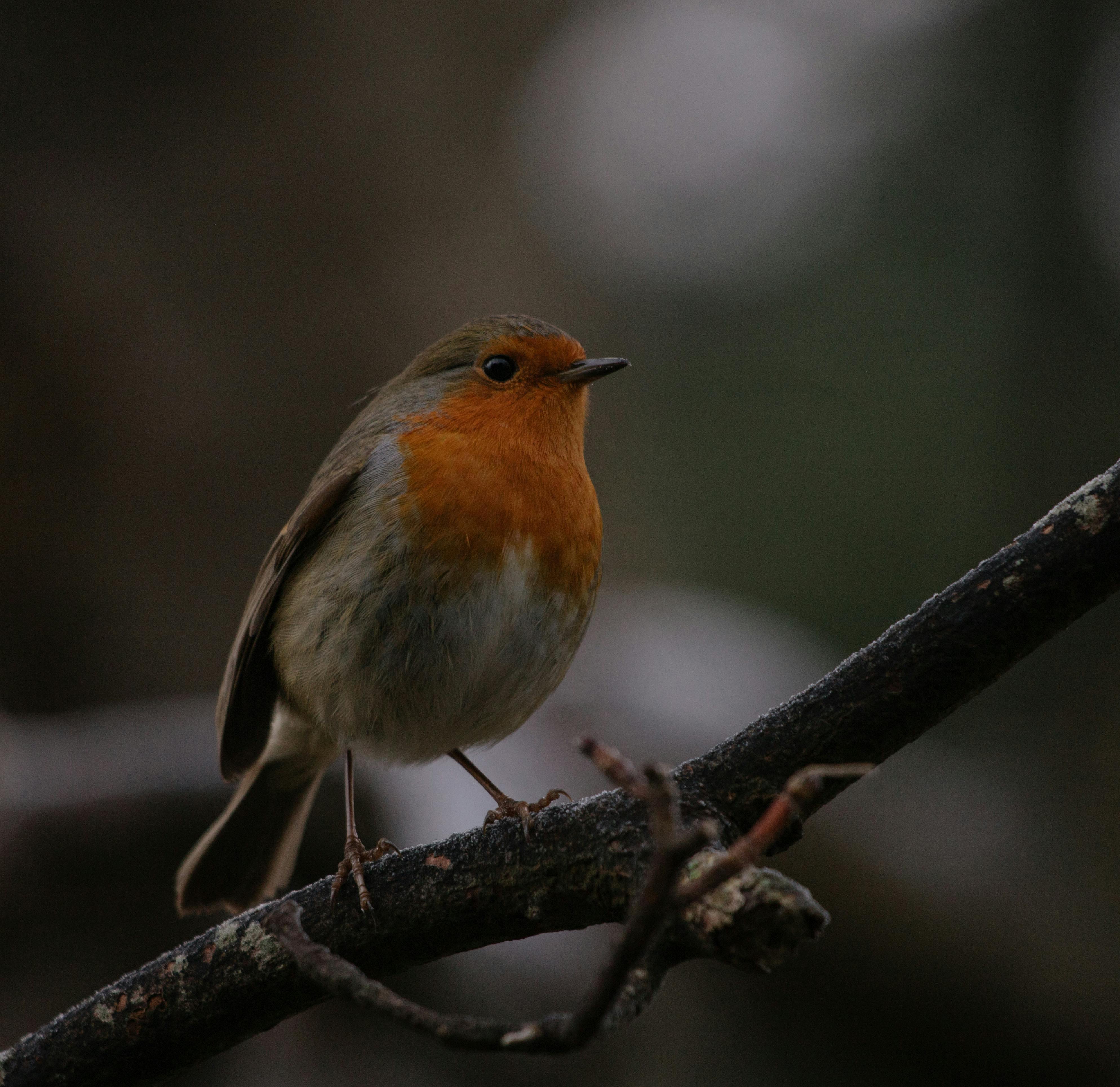 An American Robin Standing on the Ground · Free Stock Photo