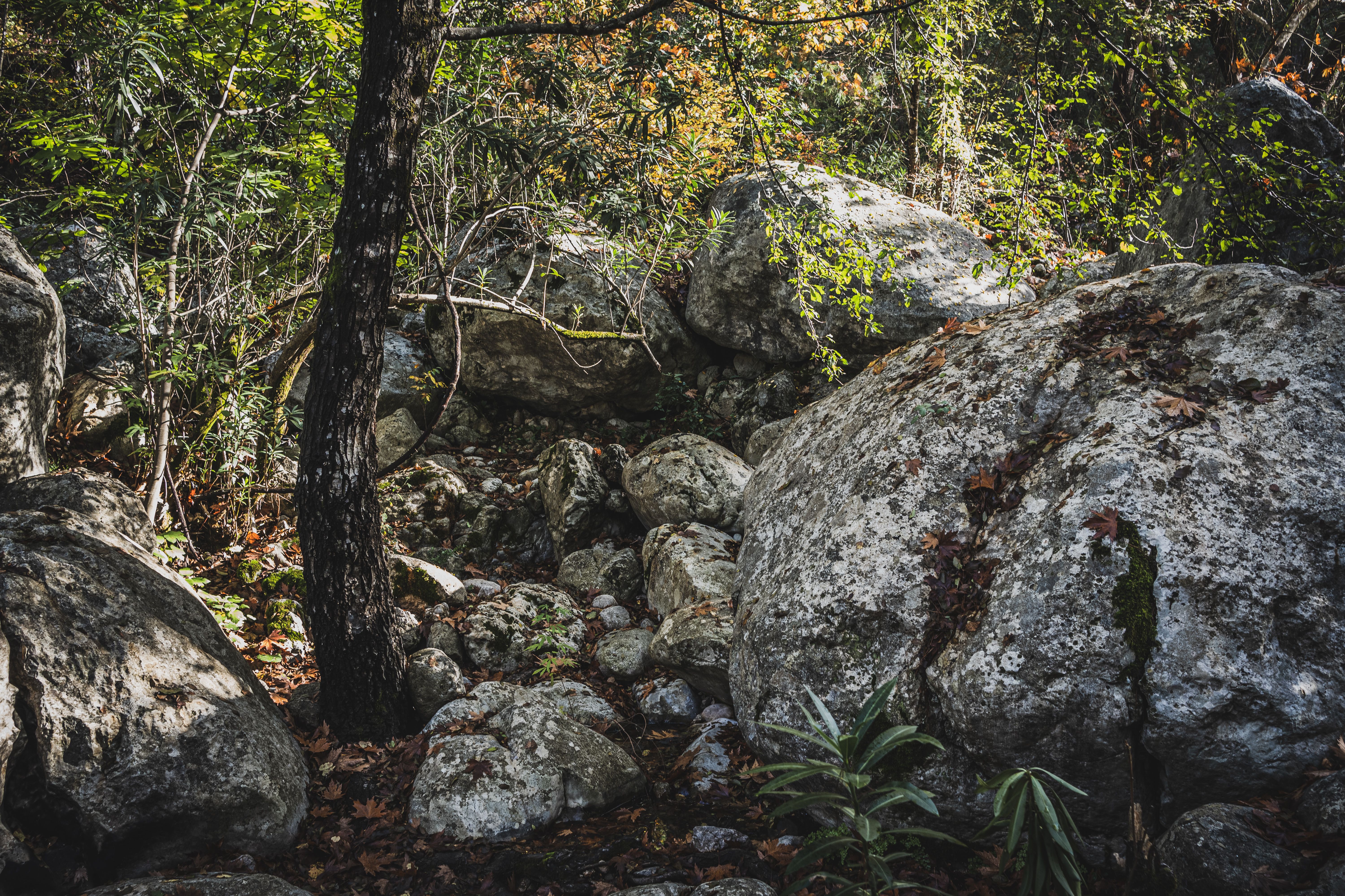 Big Rock Formation In Forest Photos, Download The BEST Free Big Rock ...
