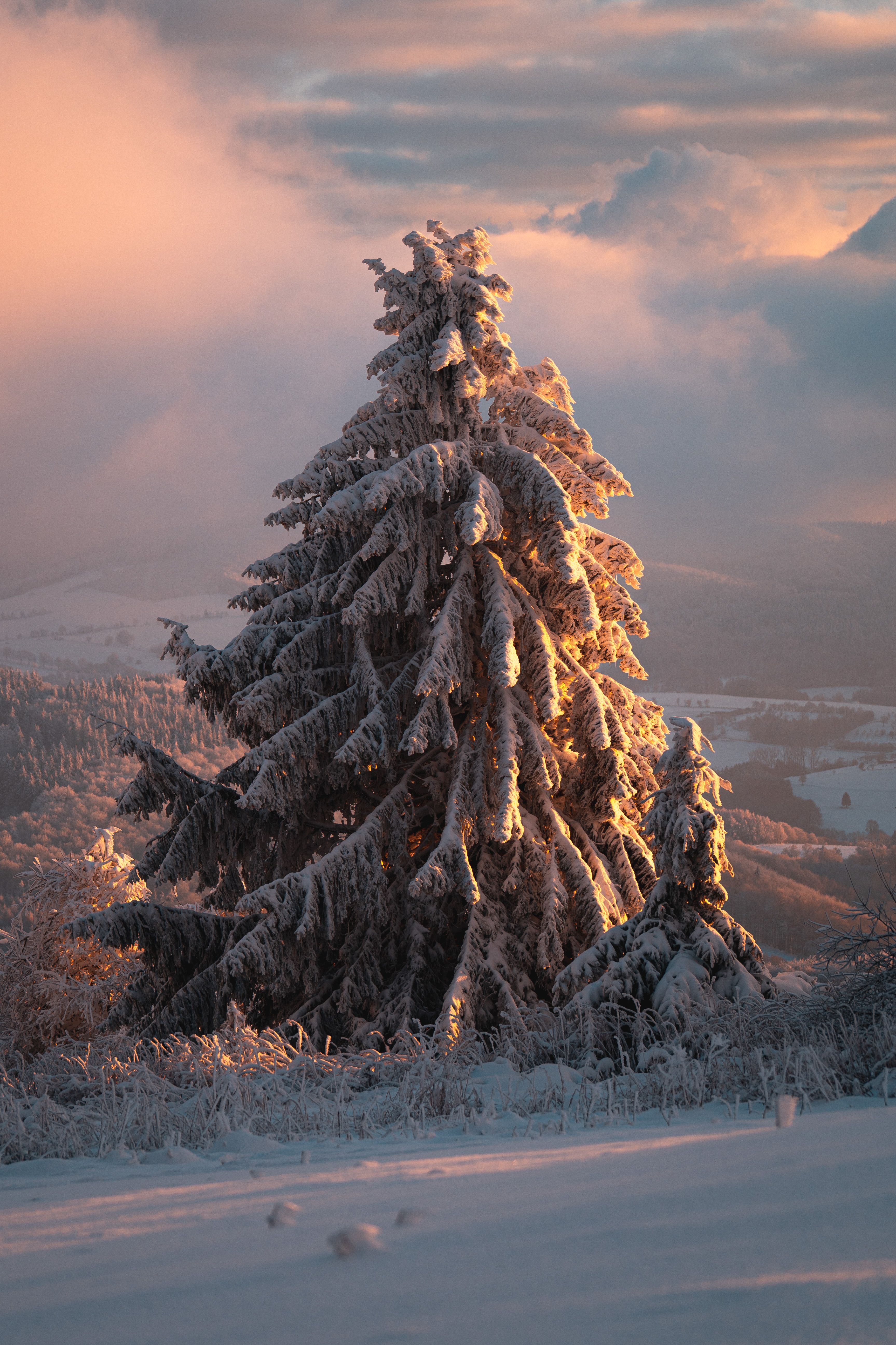 Coniferous Tree in Snow · Free Stock Photo