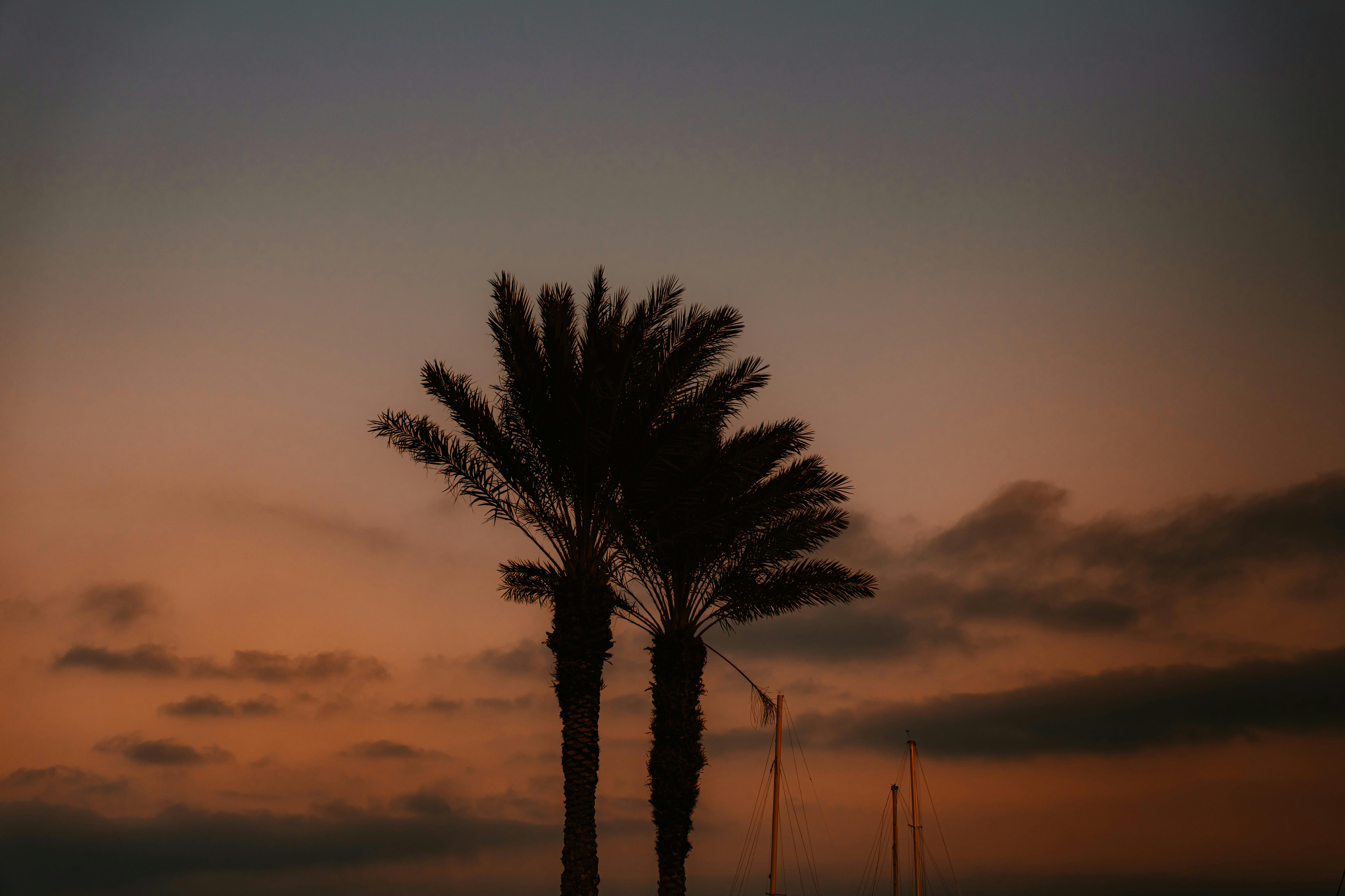 Foto de stock gratuita sobre alba, amanecer, anochecer, escénico, hojas ...