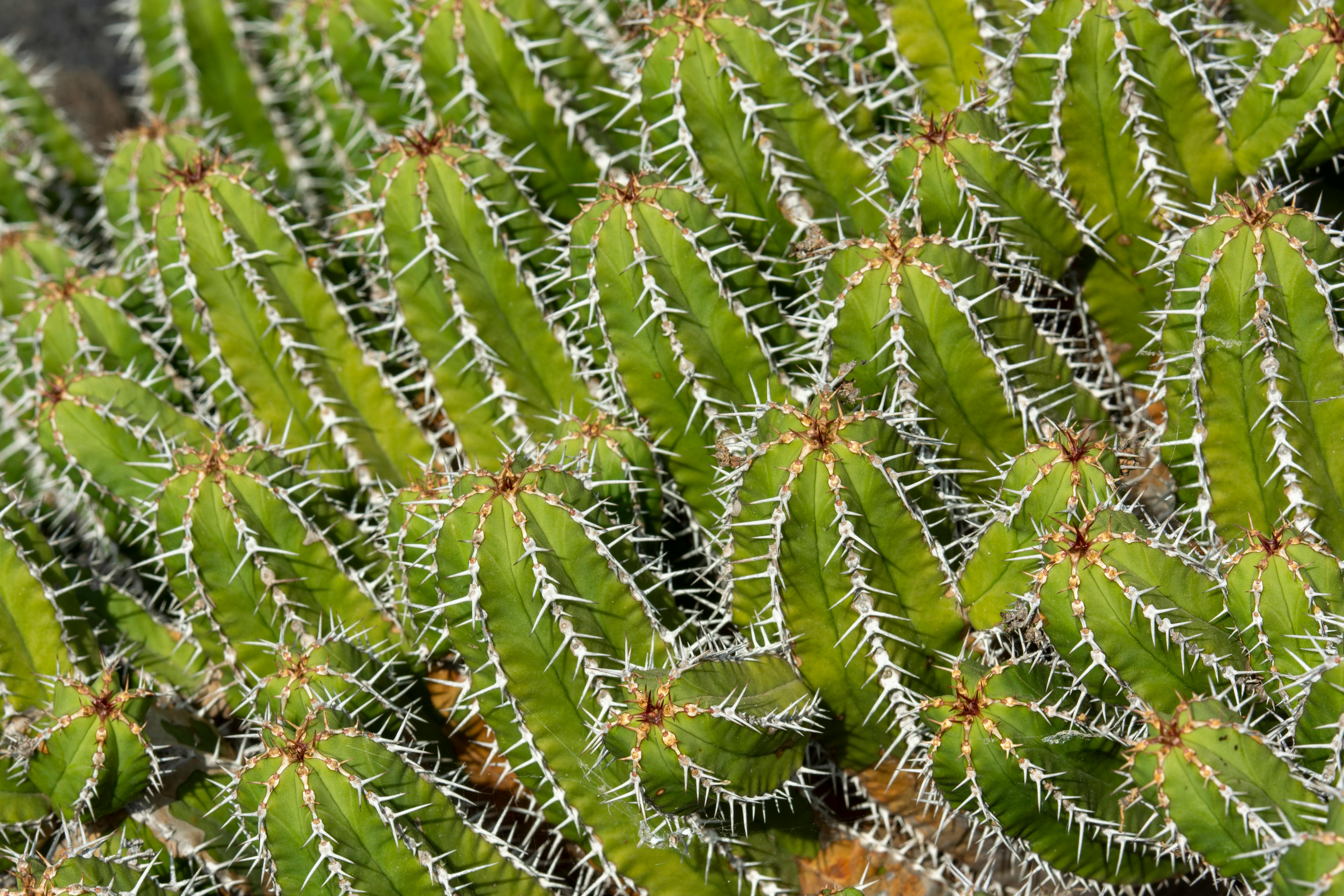 Photography of Green Cactus · Free Stock Photo