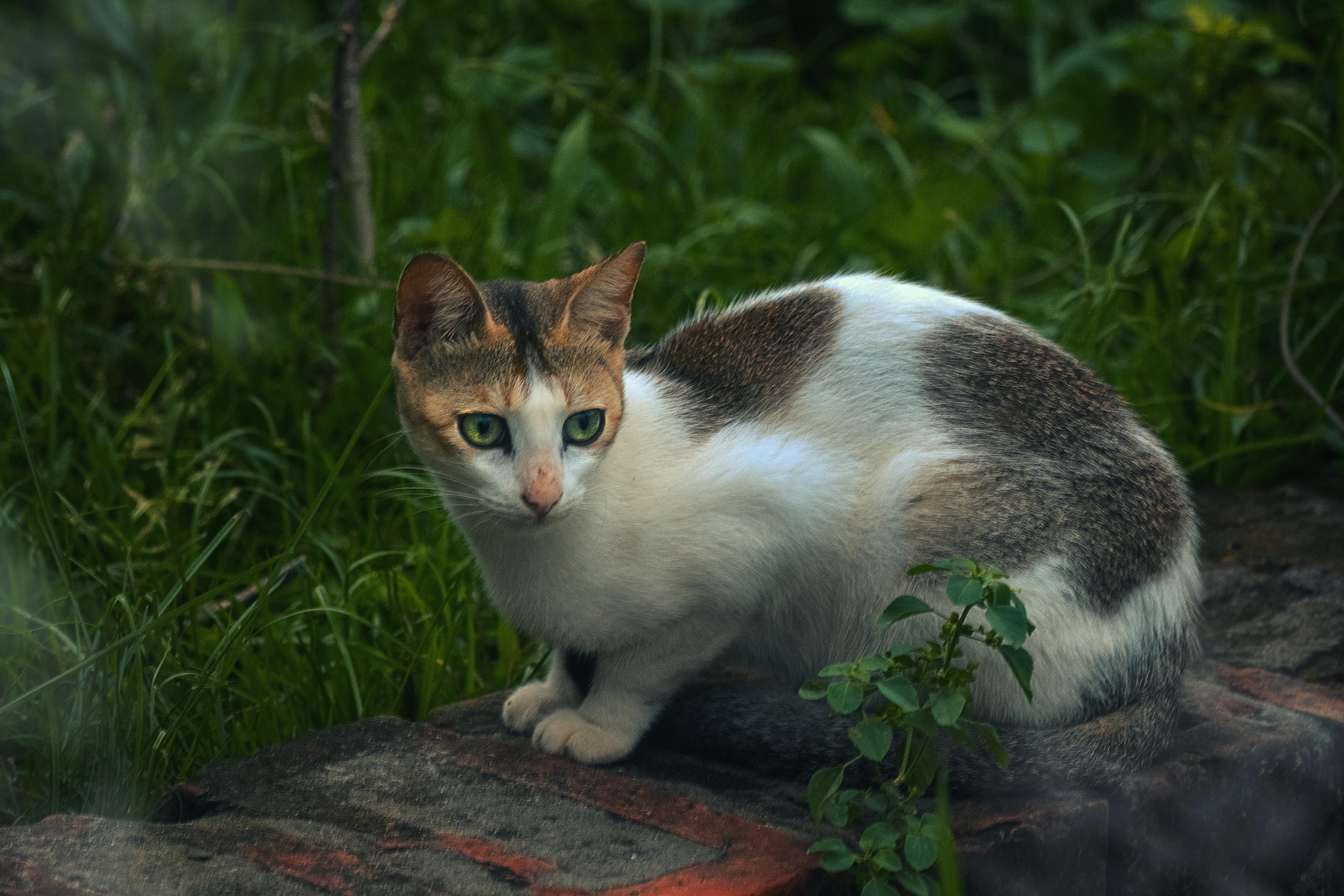 Stretching White Cat · Free Stock Photo