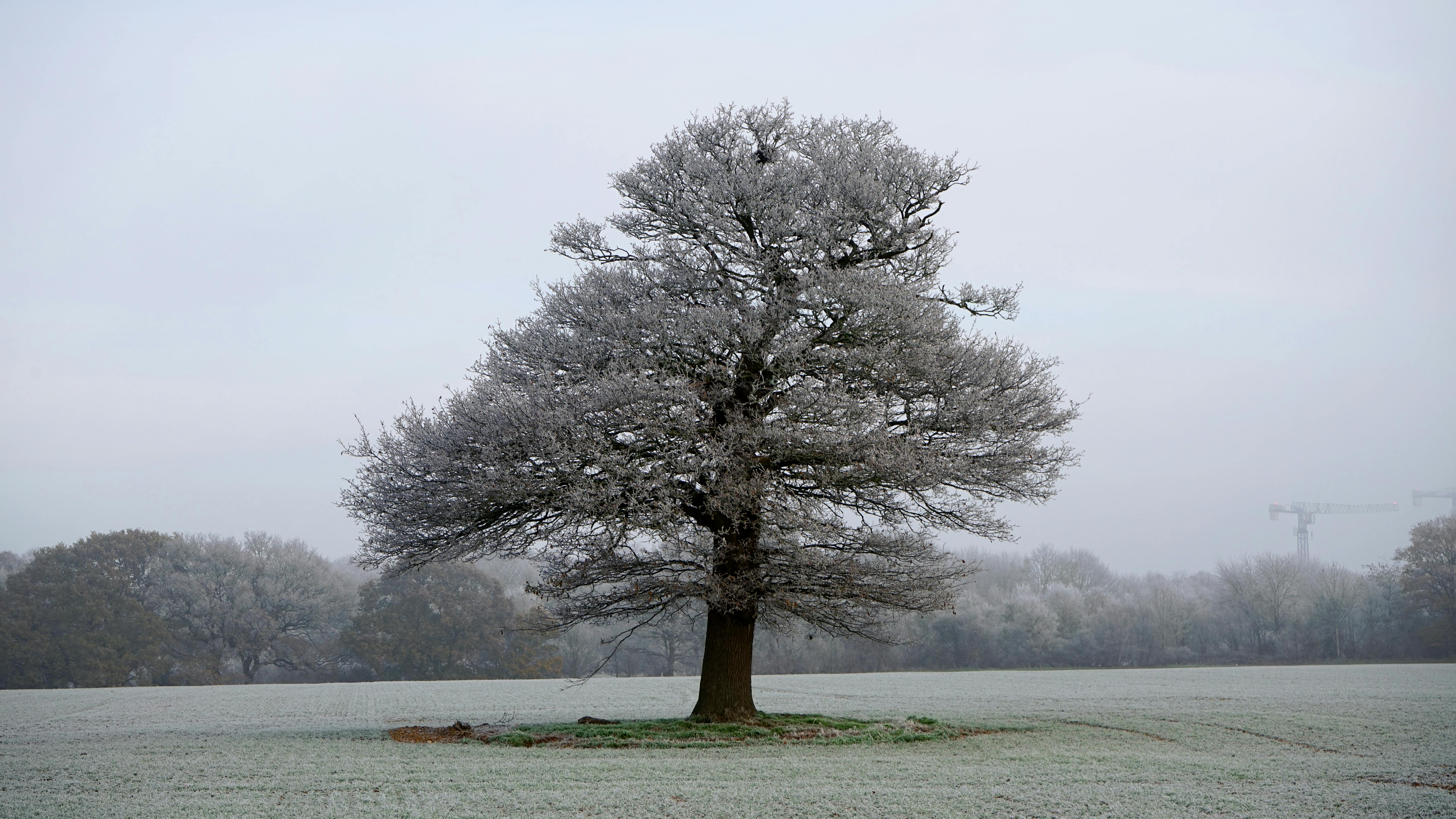 Large Tree in the Field Covered with Frost · Free Stock Photo