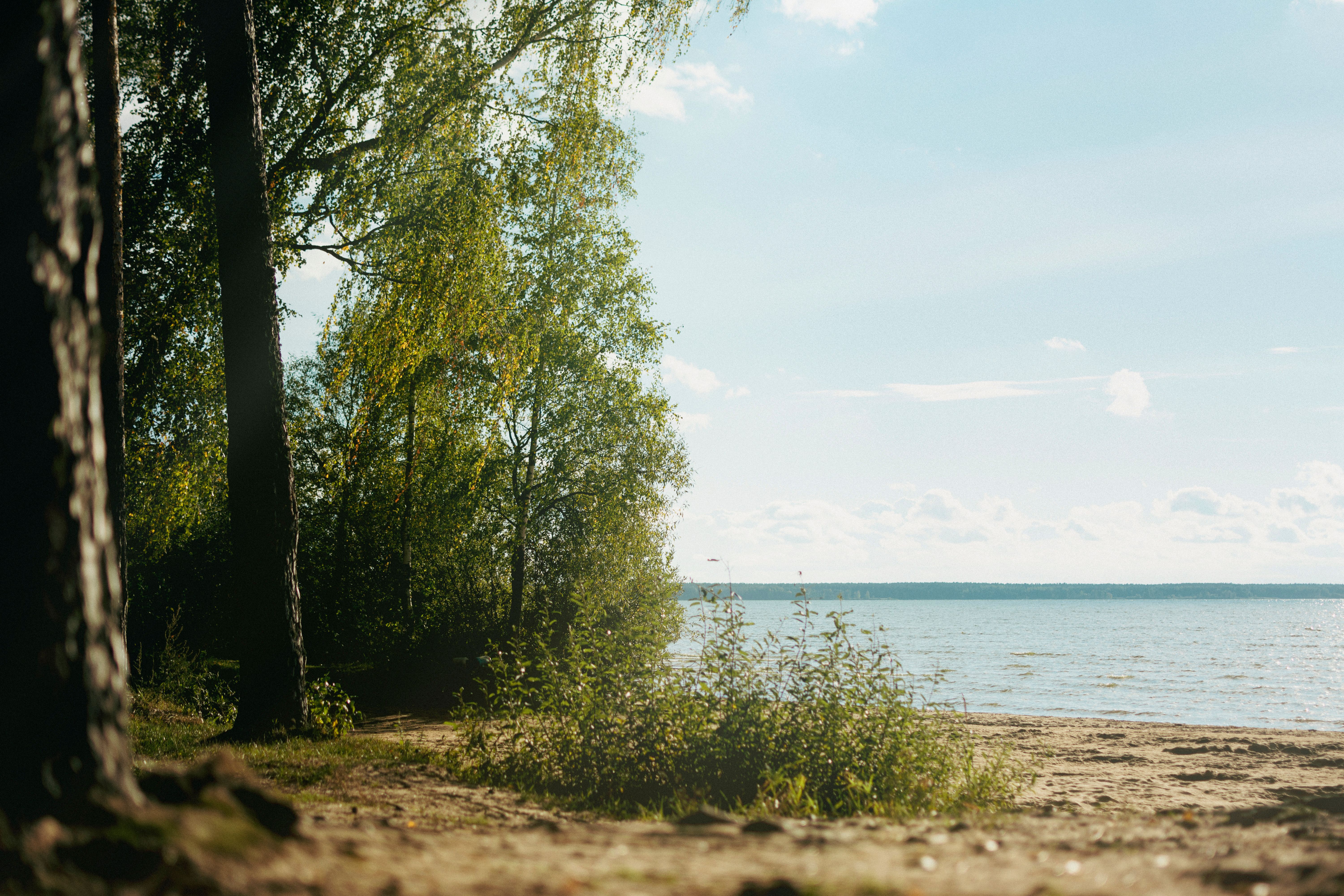 Green Trees near the Lake · Free Stock Photo