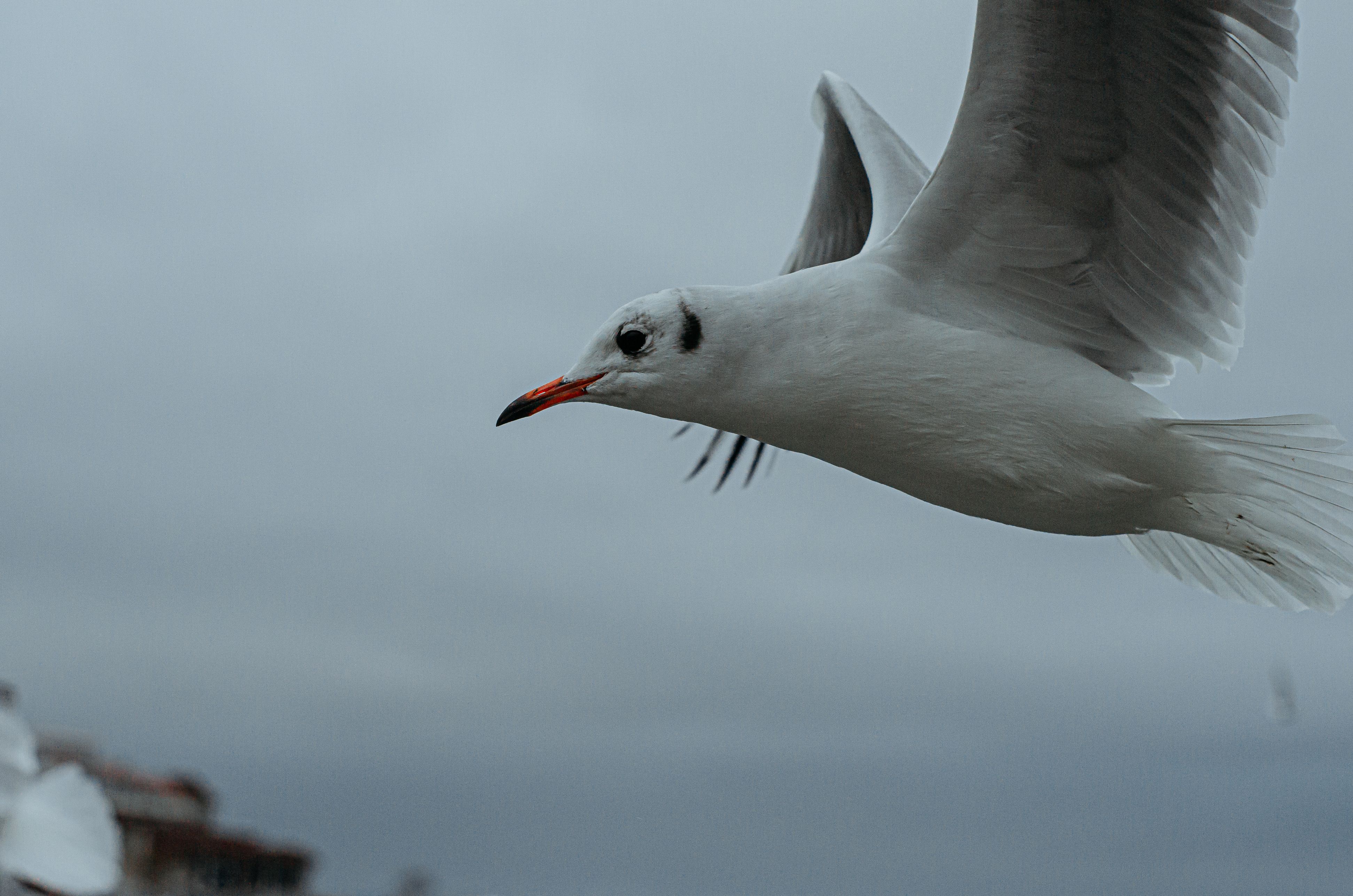 Close-Up Photo of a flying Bird · Free Stock Photo