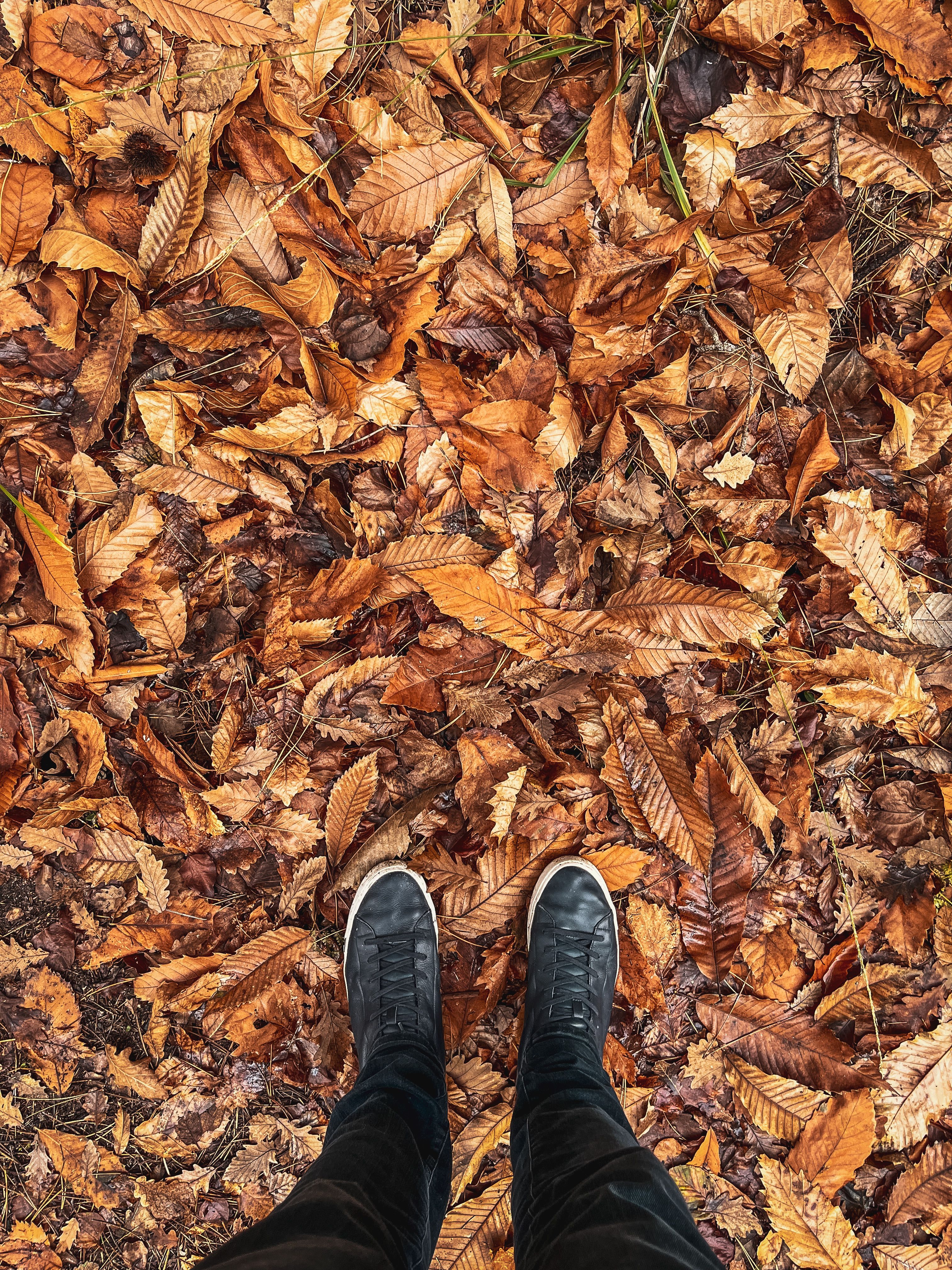 Autumn Fallen Leaves · Free Stock Photo
