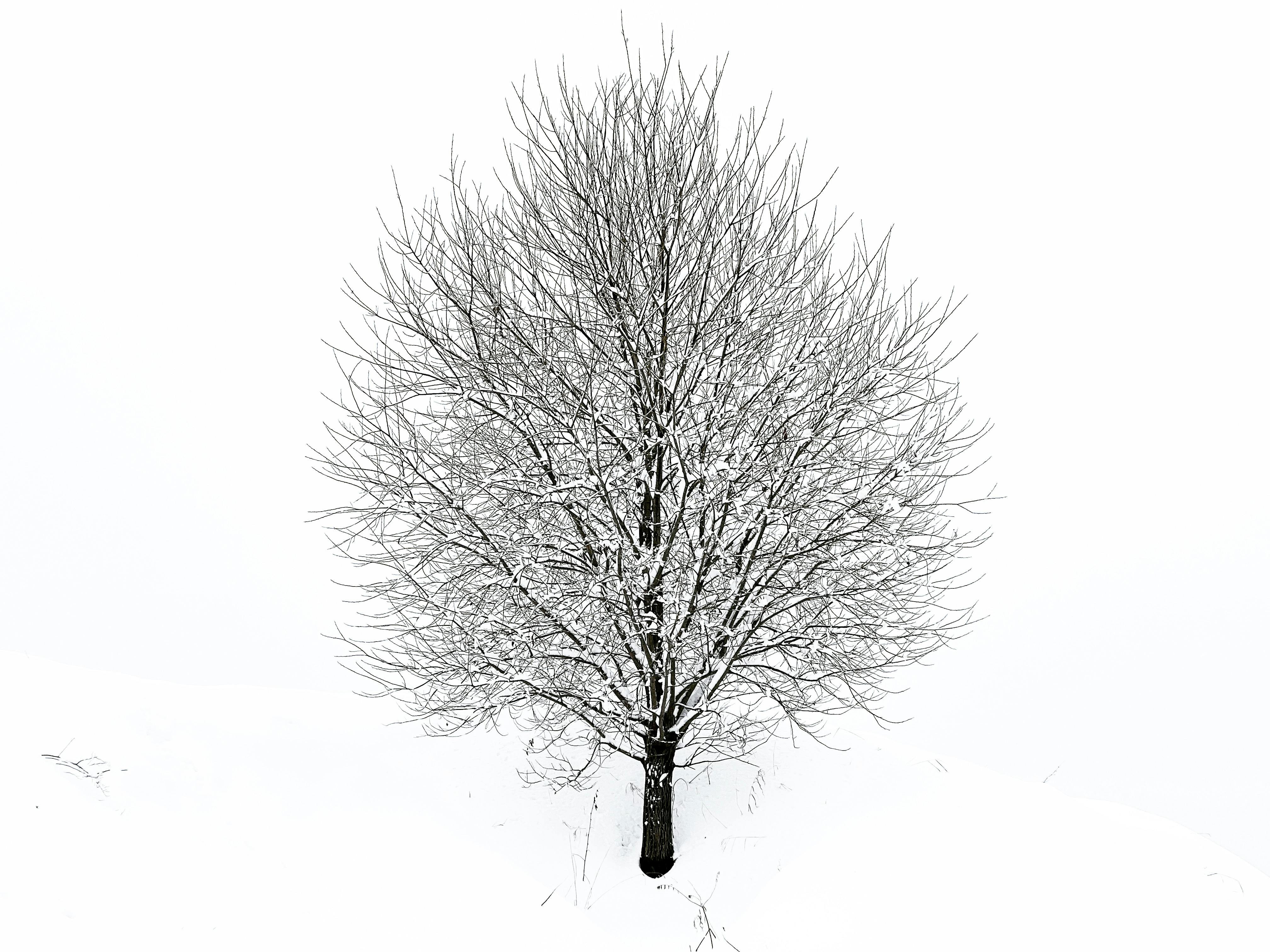 alexander ermakov - 사진