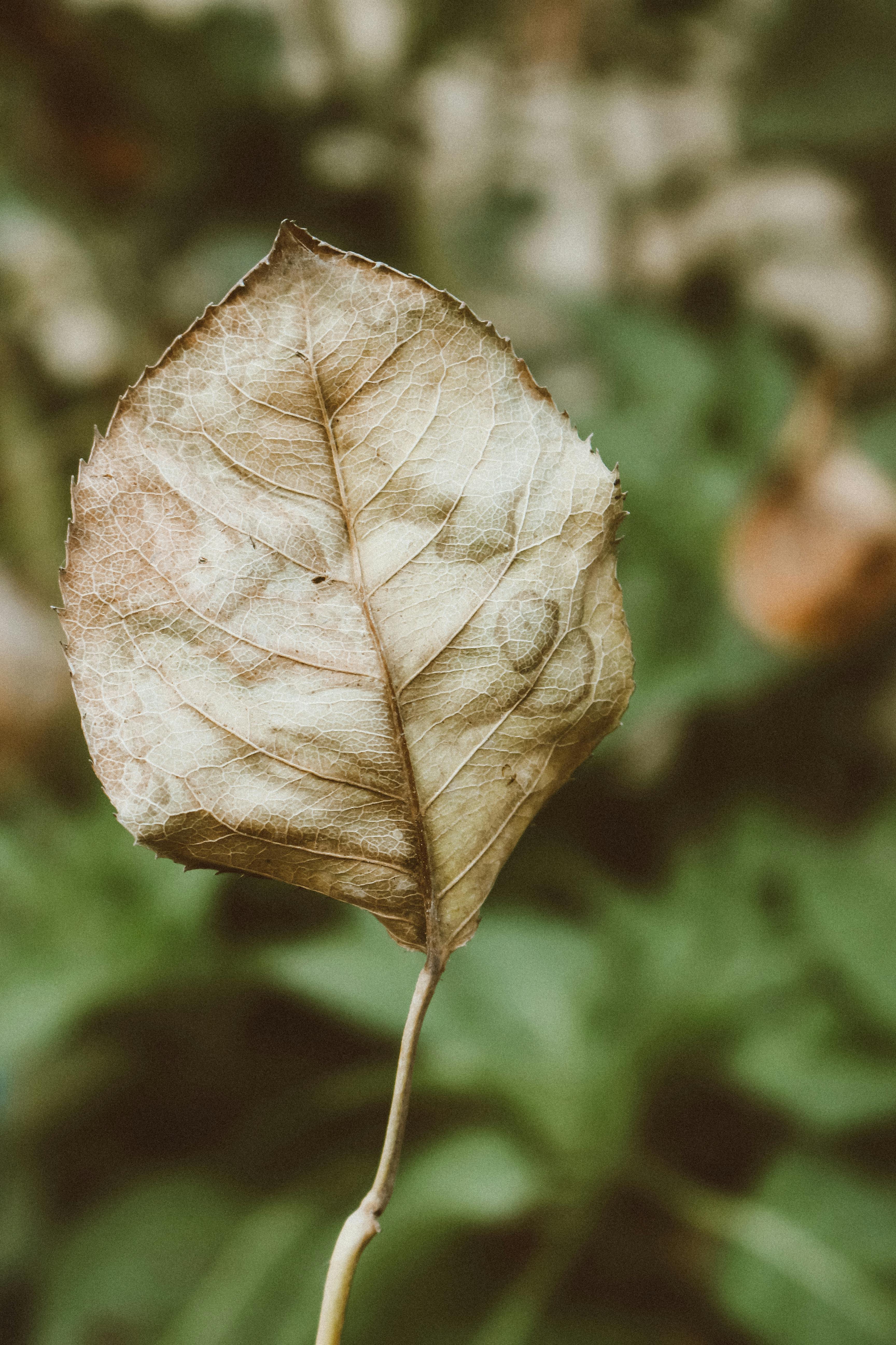 Brown Leaf · Free Stock Photo