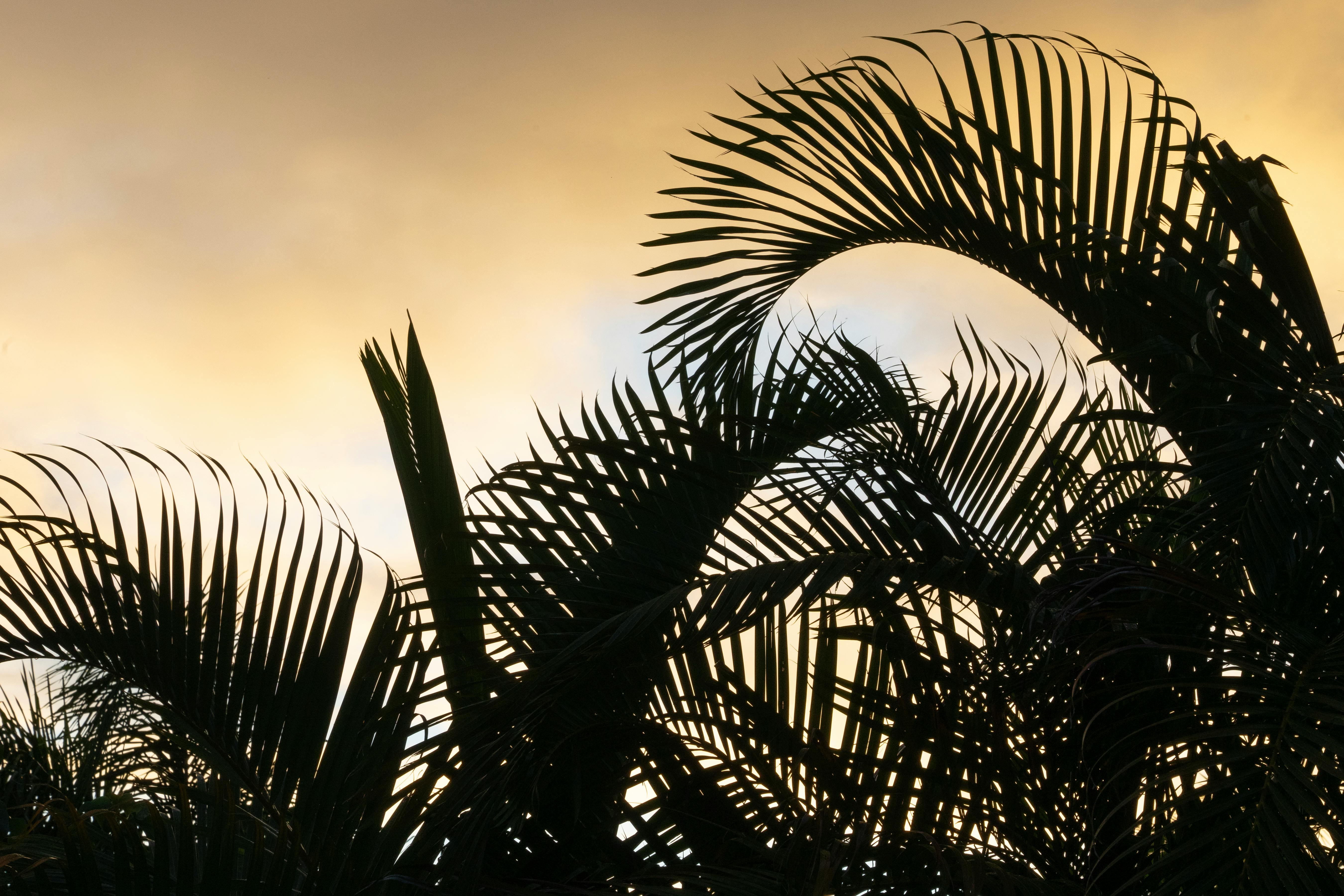 Silhouette Photo of Palm Trees · Free Stock Photo