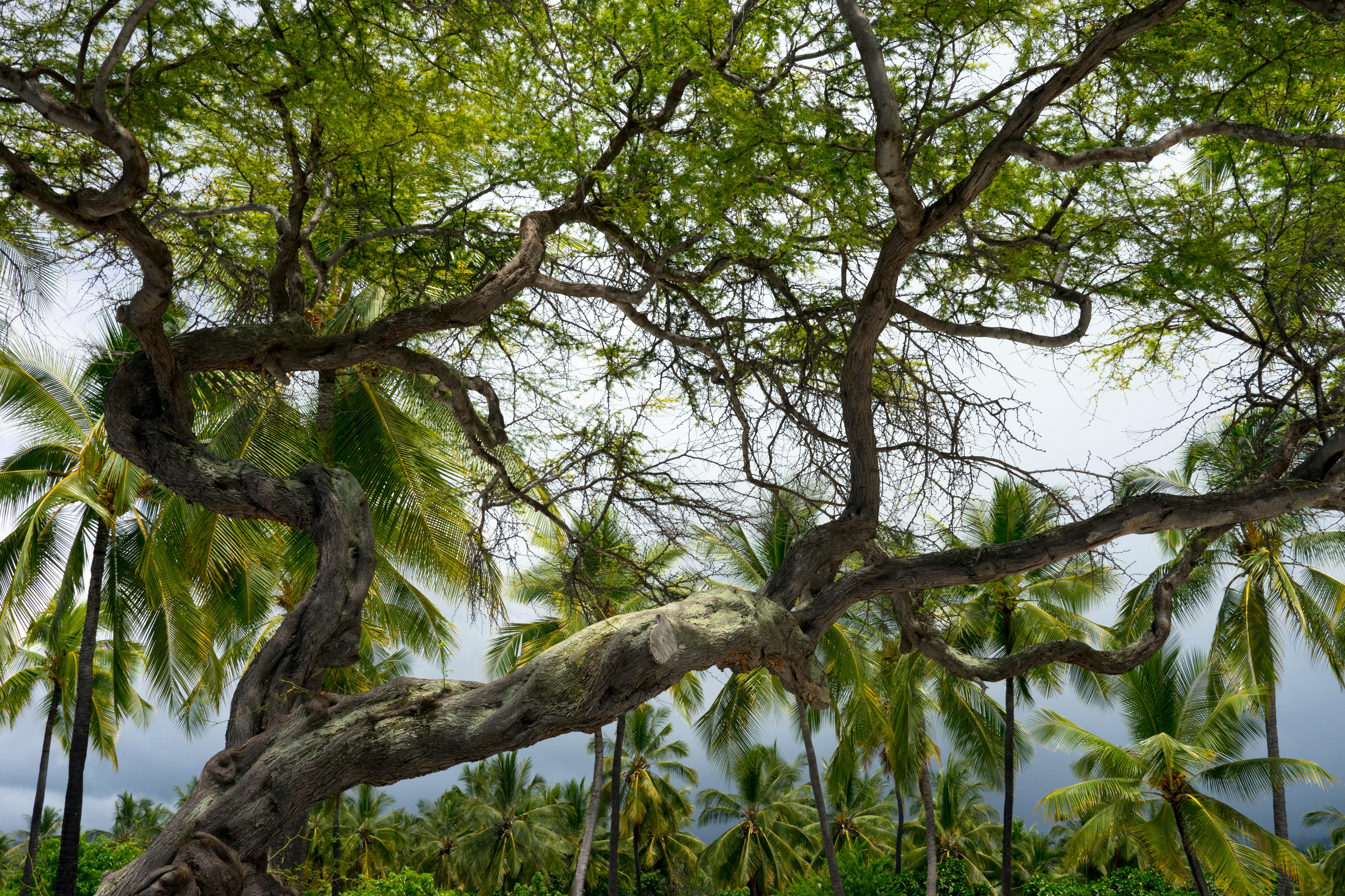 Trees in a Tropical Forest · Free Stock Photo