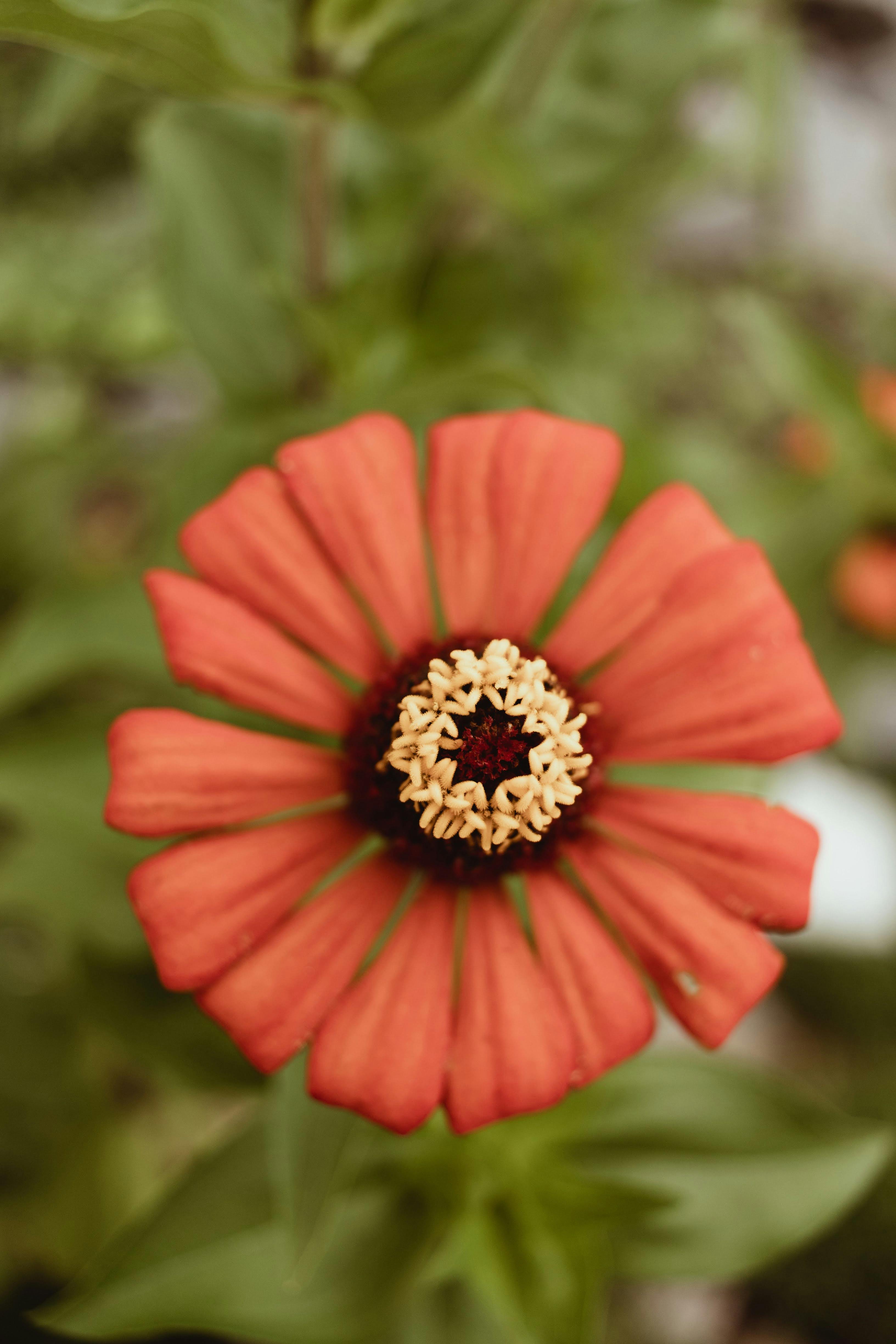Close-Up Shot of a Flower · Free Stock Photo