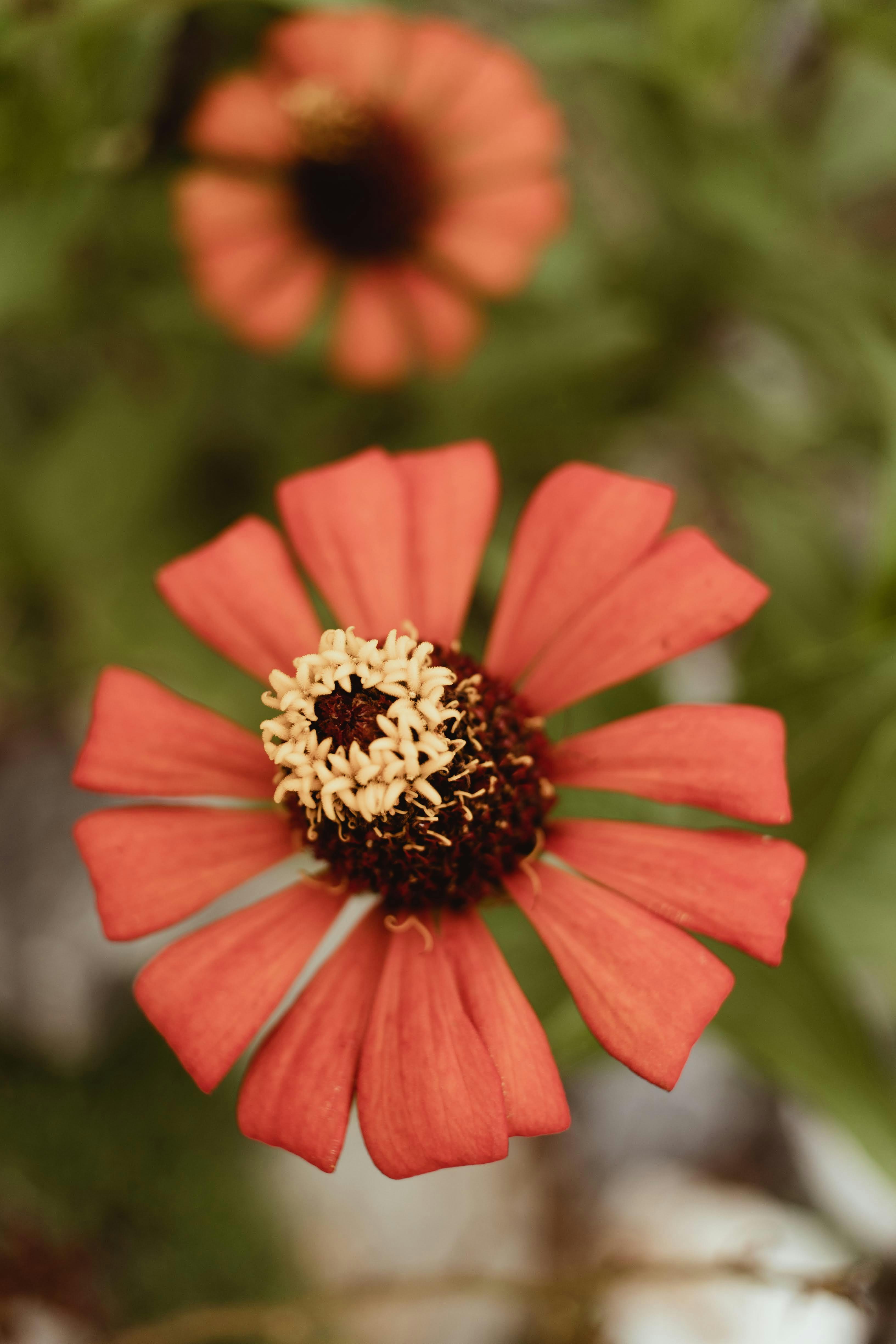 Close Up Photo of a Flower · Free Stock Photo