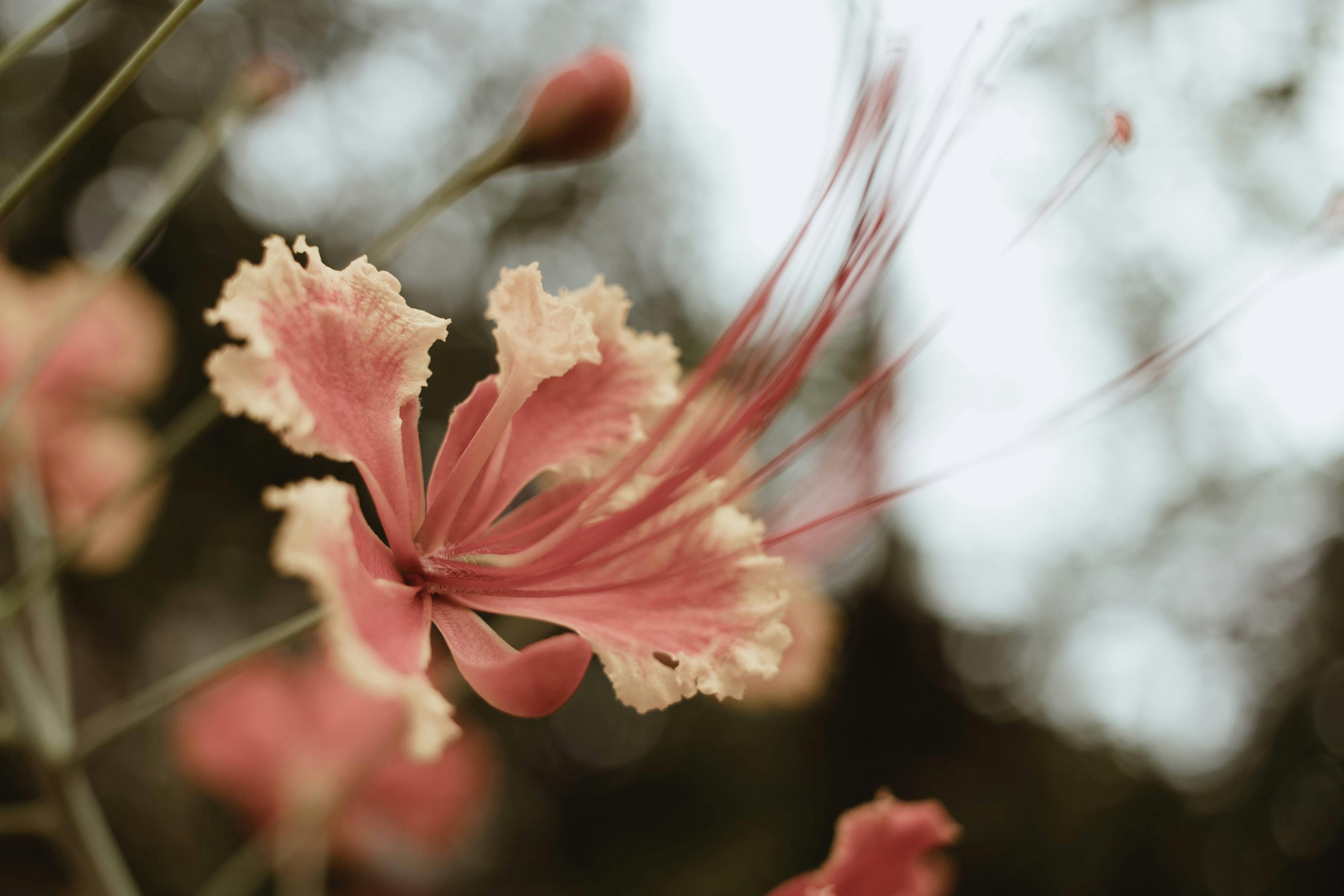 Pink Flower in Close Up Shot · Free Stock Photo