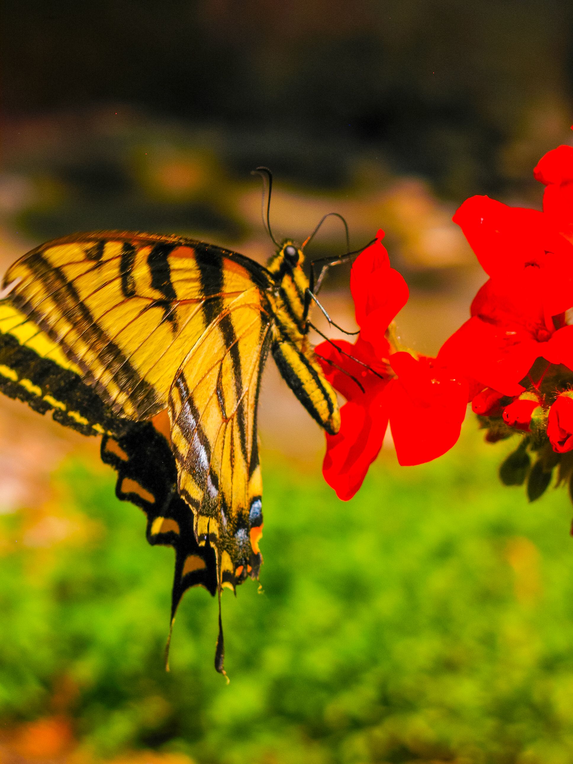 A Giant Swallowtail on Flowers · Free Stock Photo