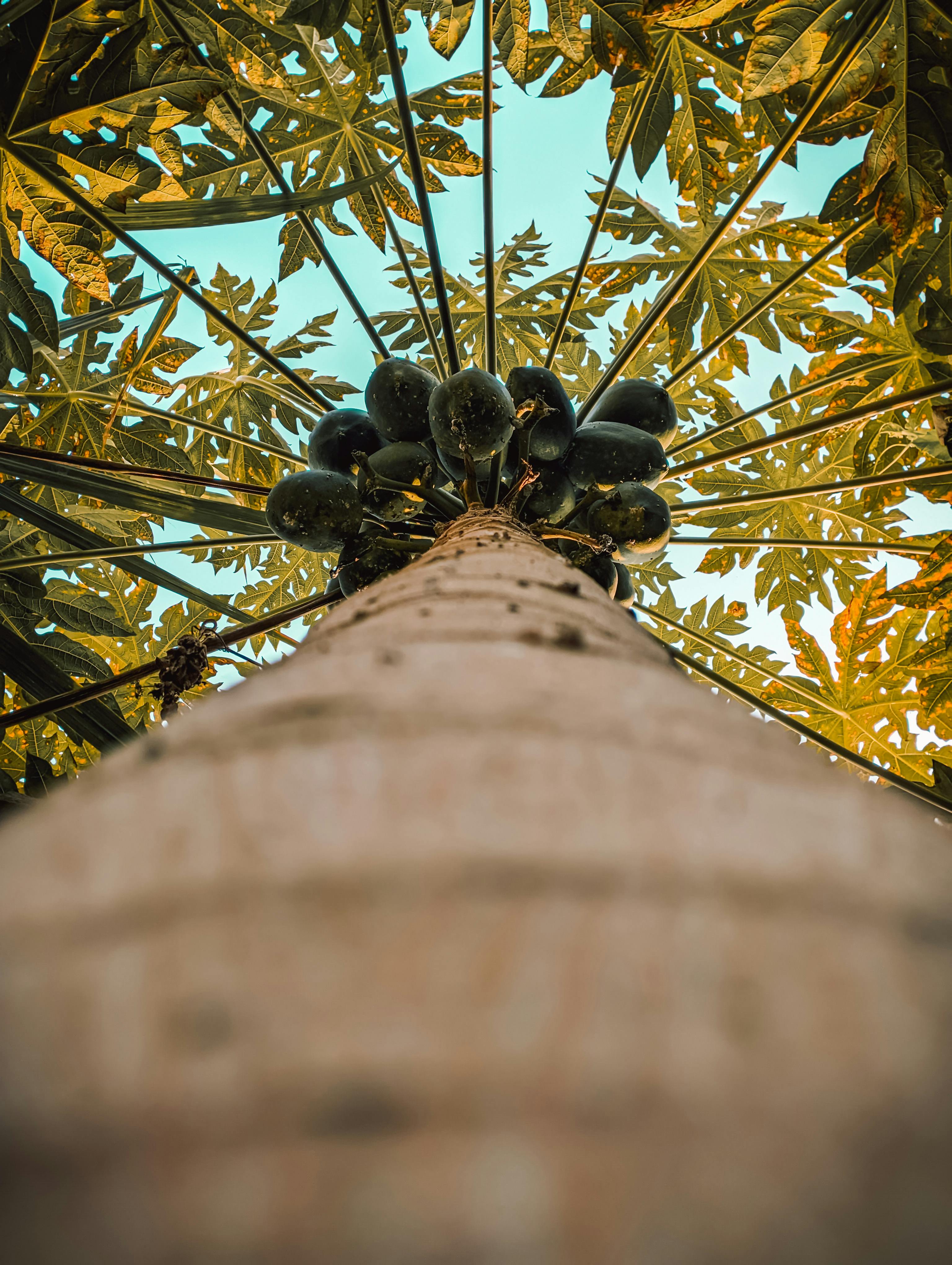Papaya Tree Photos, Download The BEST Free Papaya Tree Stock Photos ...