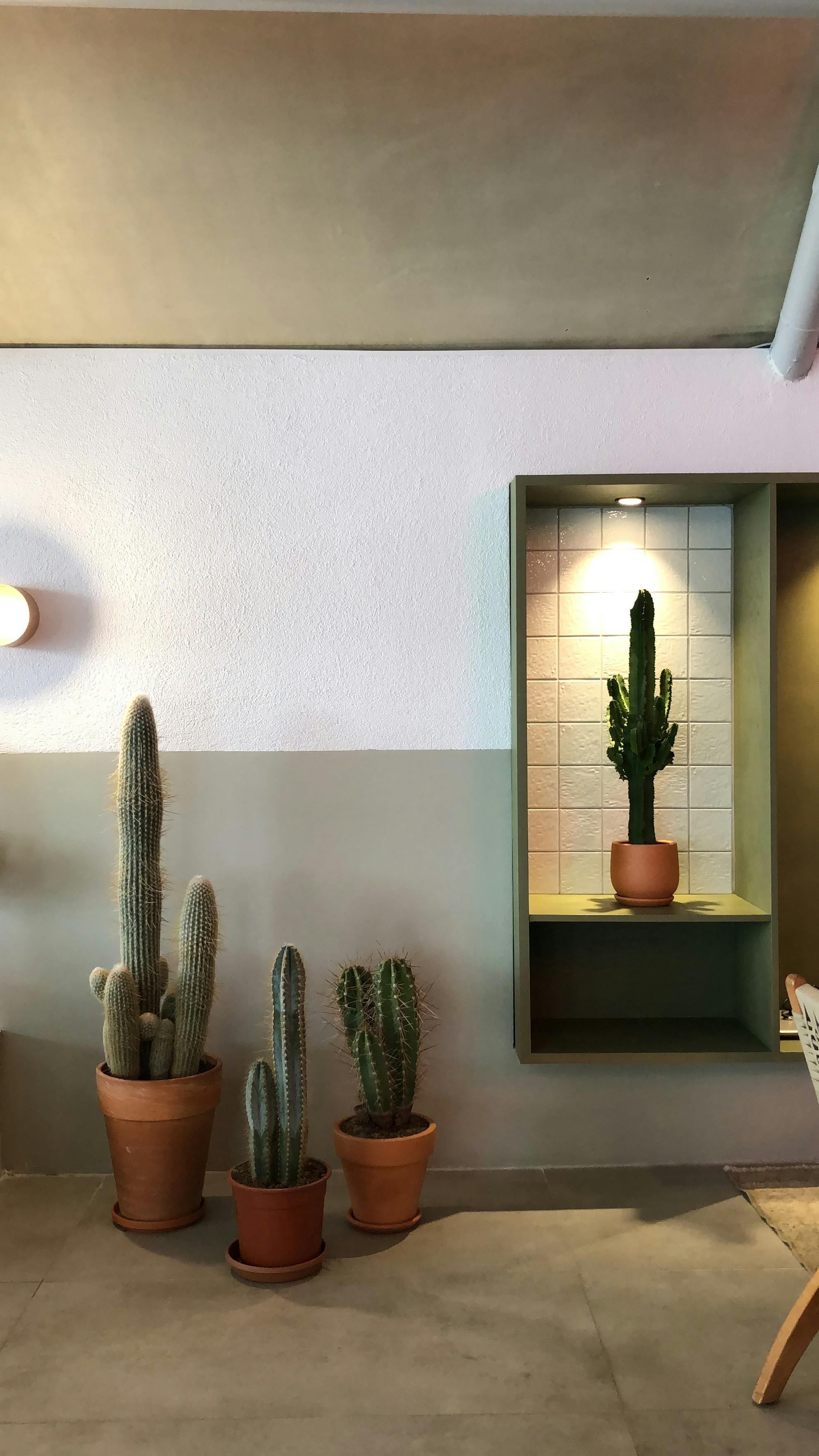 Cacti Decorating Interior · Free Stock Photo