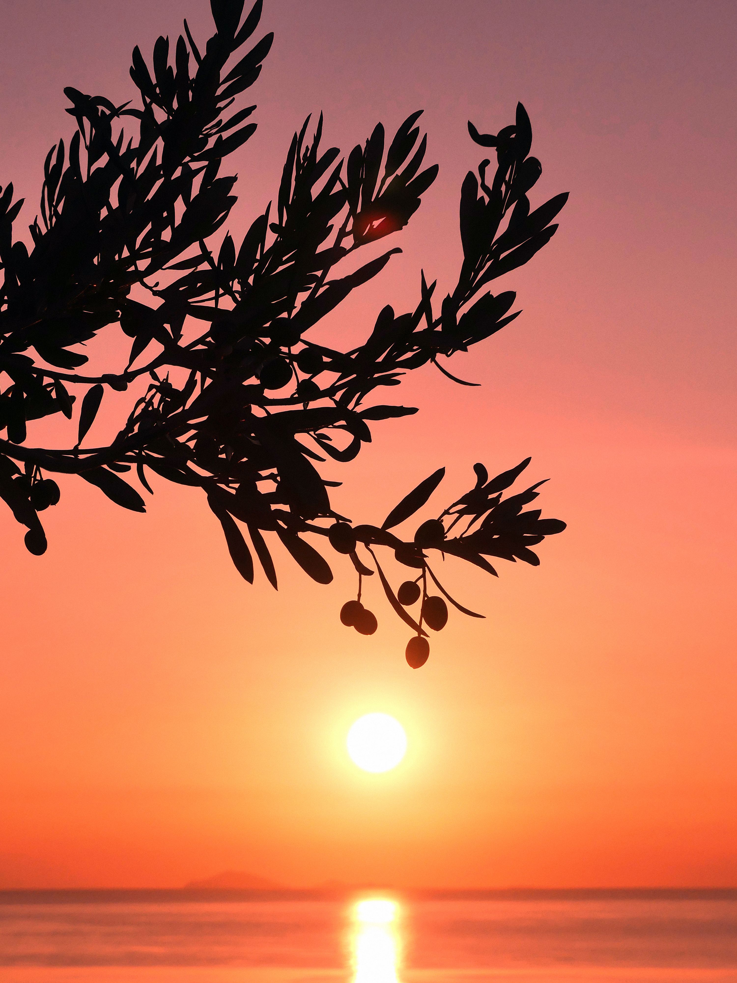 Olive Branches at Sunset · Free Stock Photo