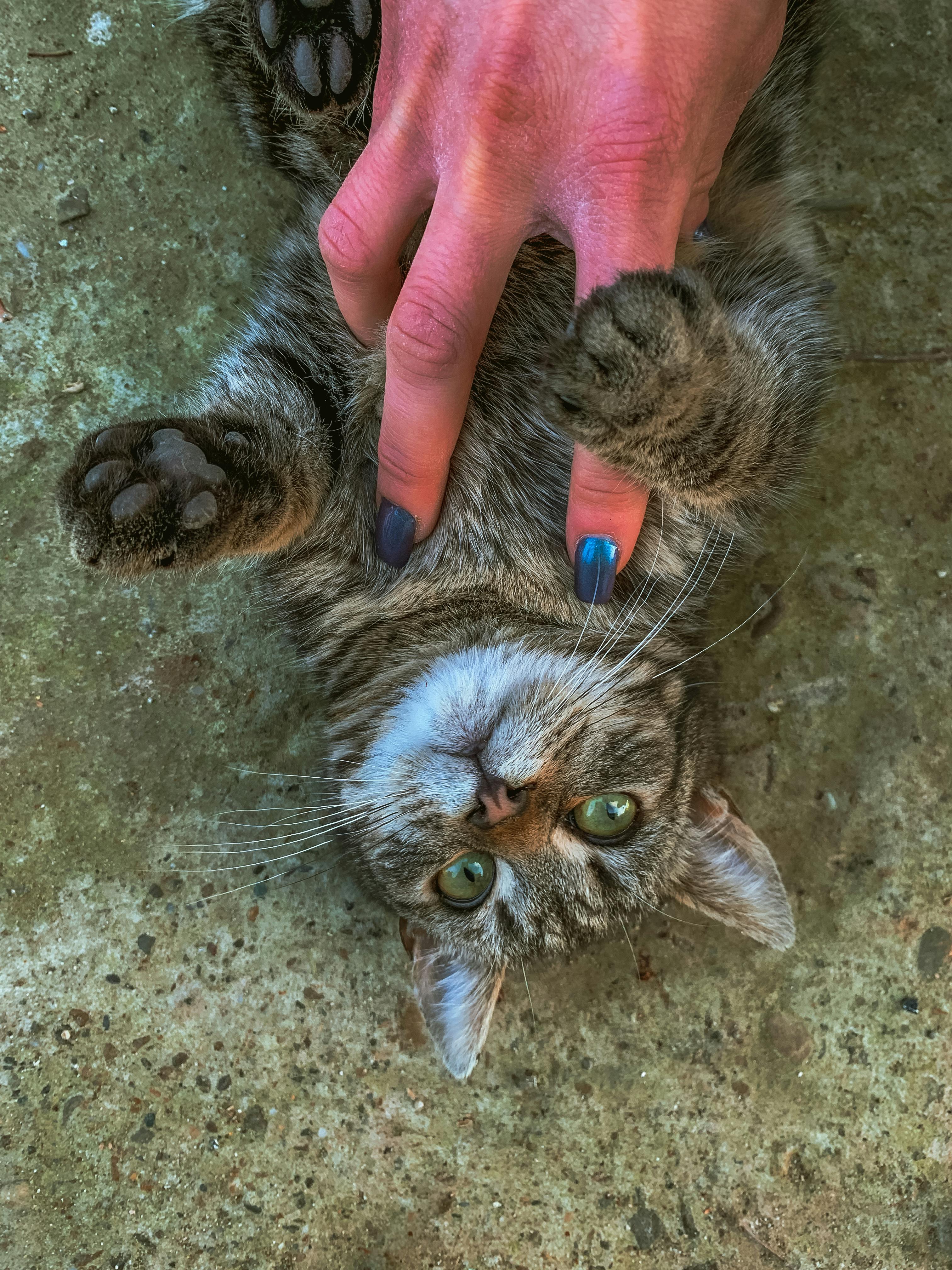 A Person Petting a Kitten · Free Stock Photo