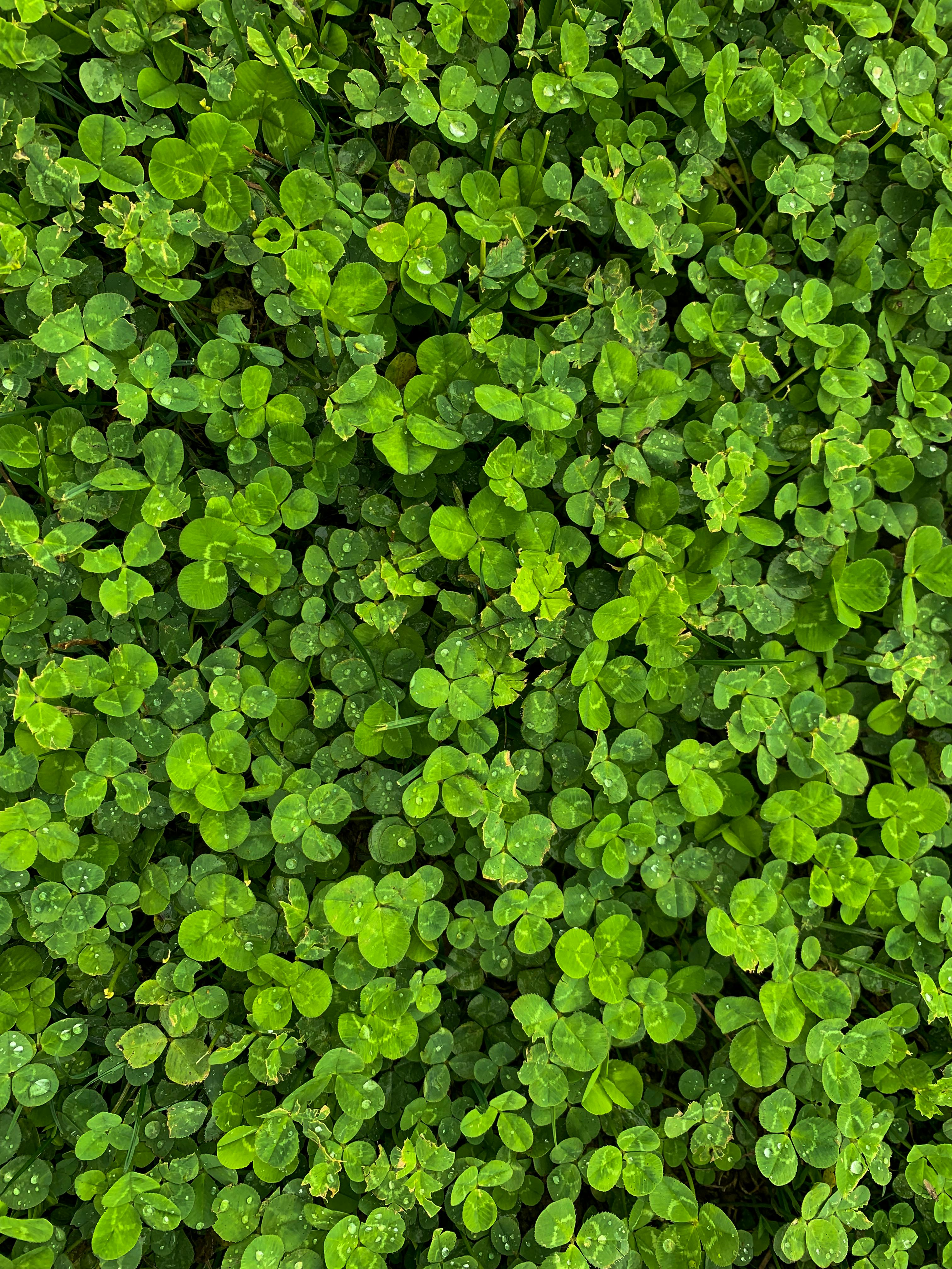 Young clover · Free Stock Photo