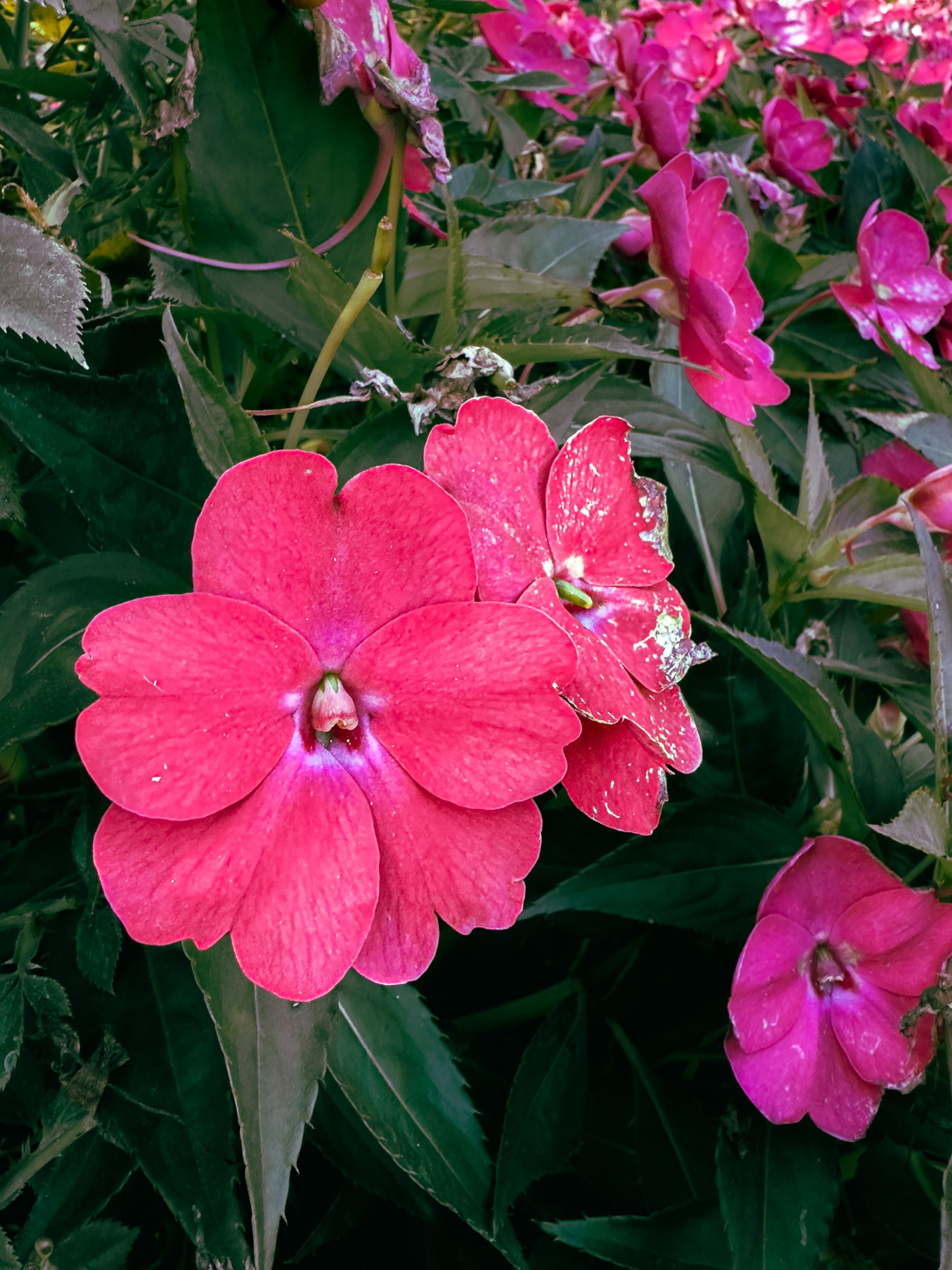 Impatiens Textori Photos, Download The BEST Free Impatiens Textori ...
