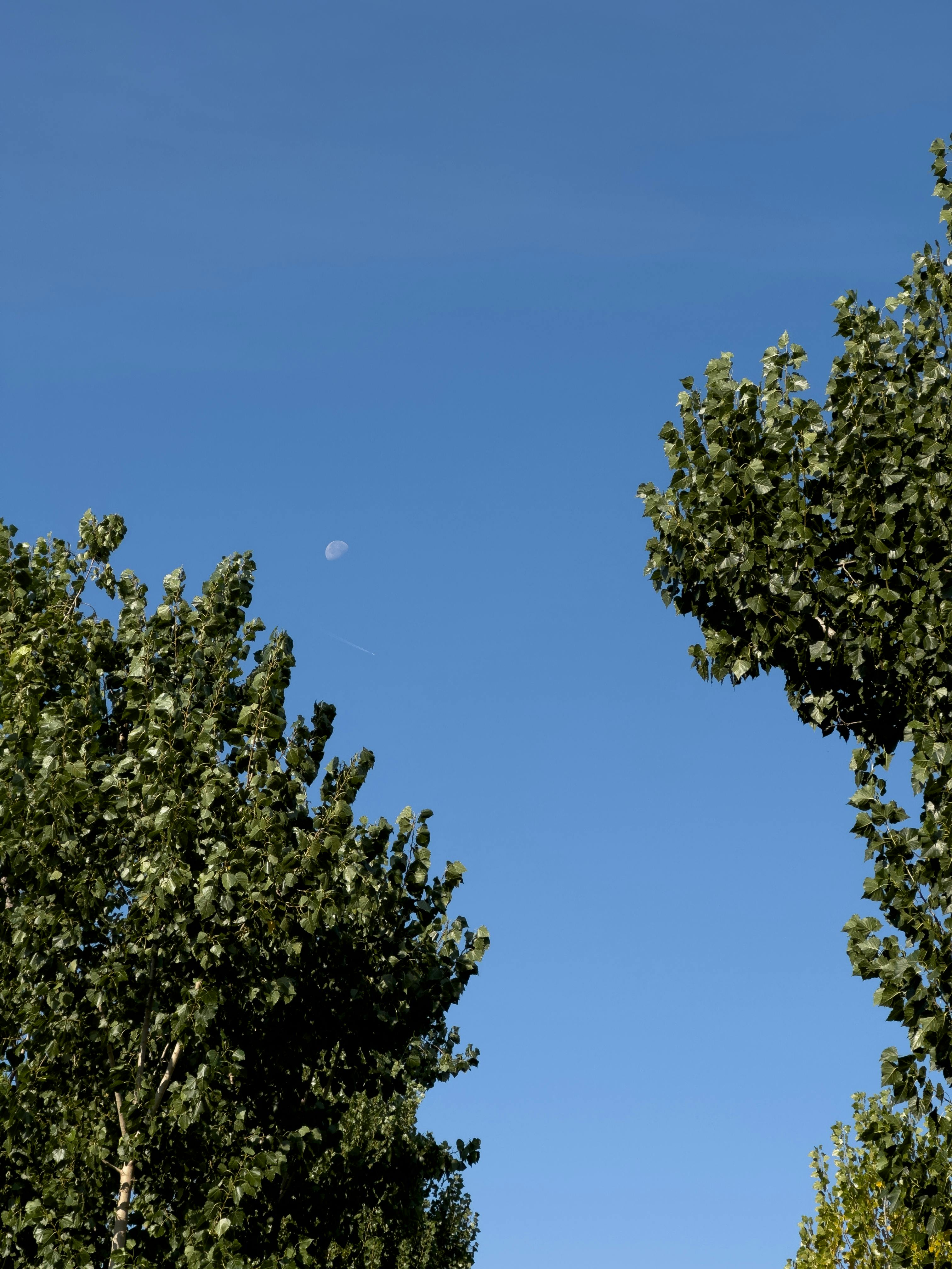 Green Trees against Blue Sky · Free Stock Photo