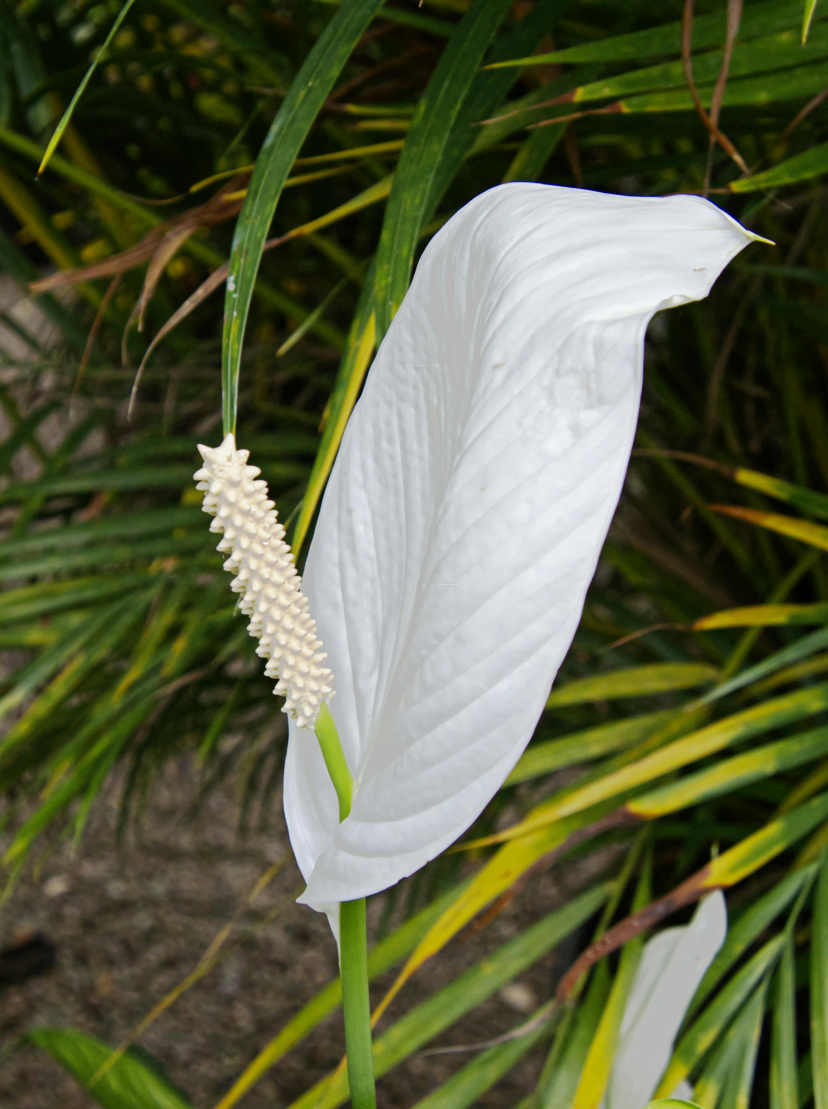 Peace Lily in Bloom · Free Stock Photo