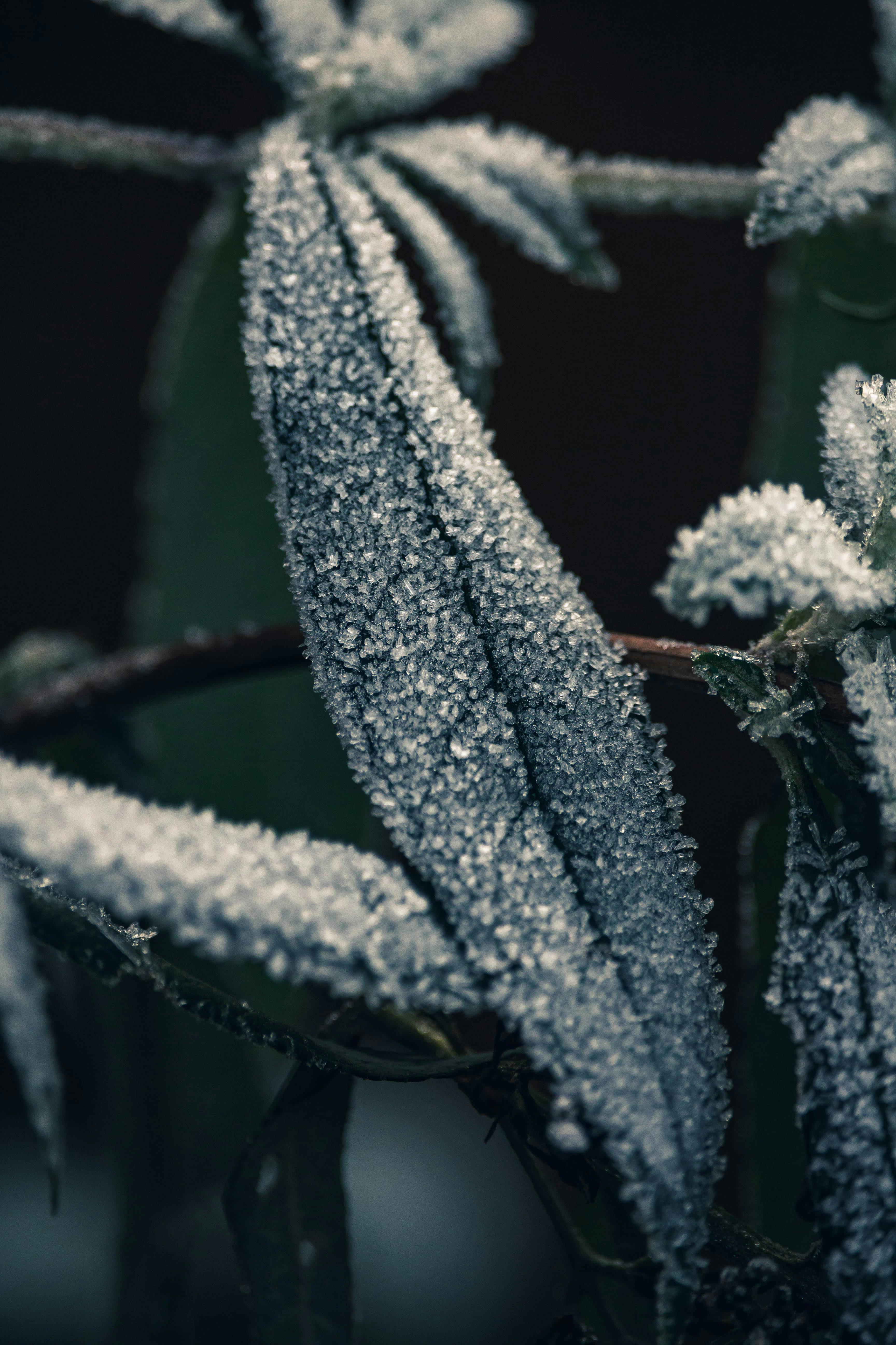 Close-Up Photograph of Frosty Leaves · Free Stock Photo