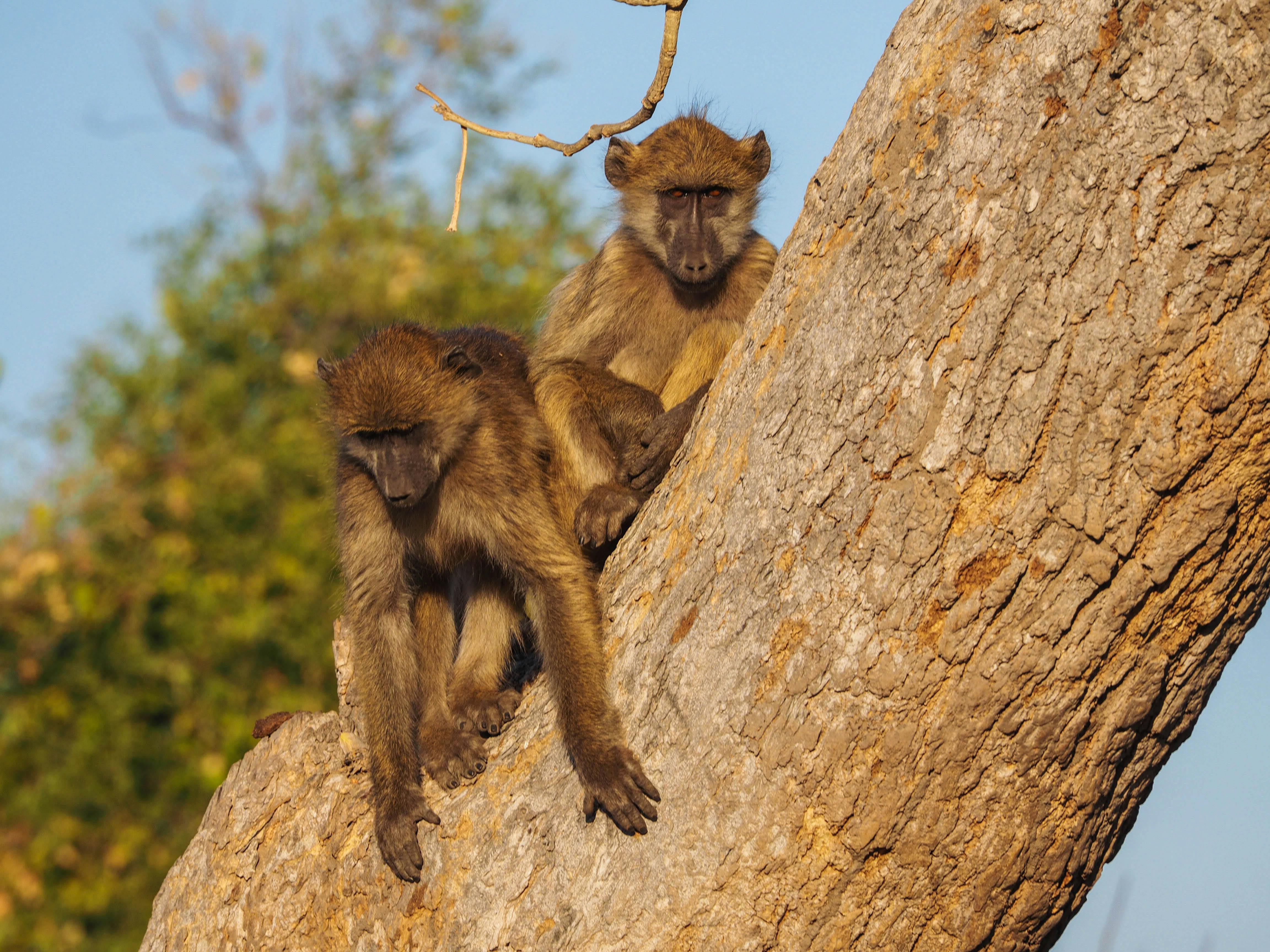 Close-Up Shot of Colobus Monkeys · Free Stock Photo
